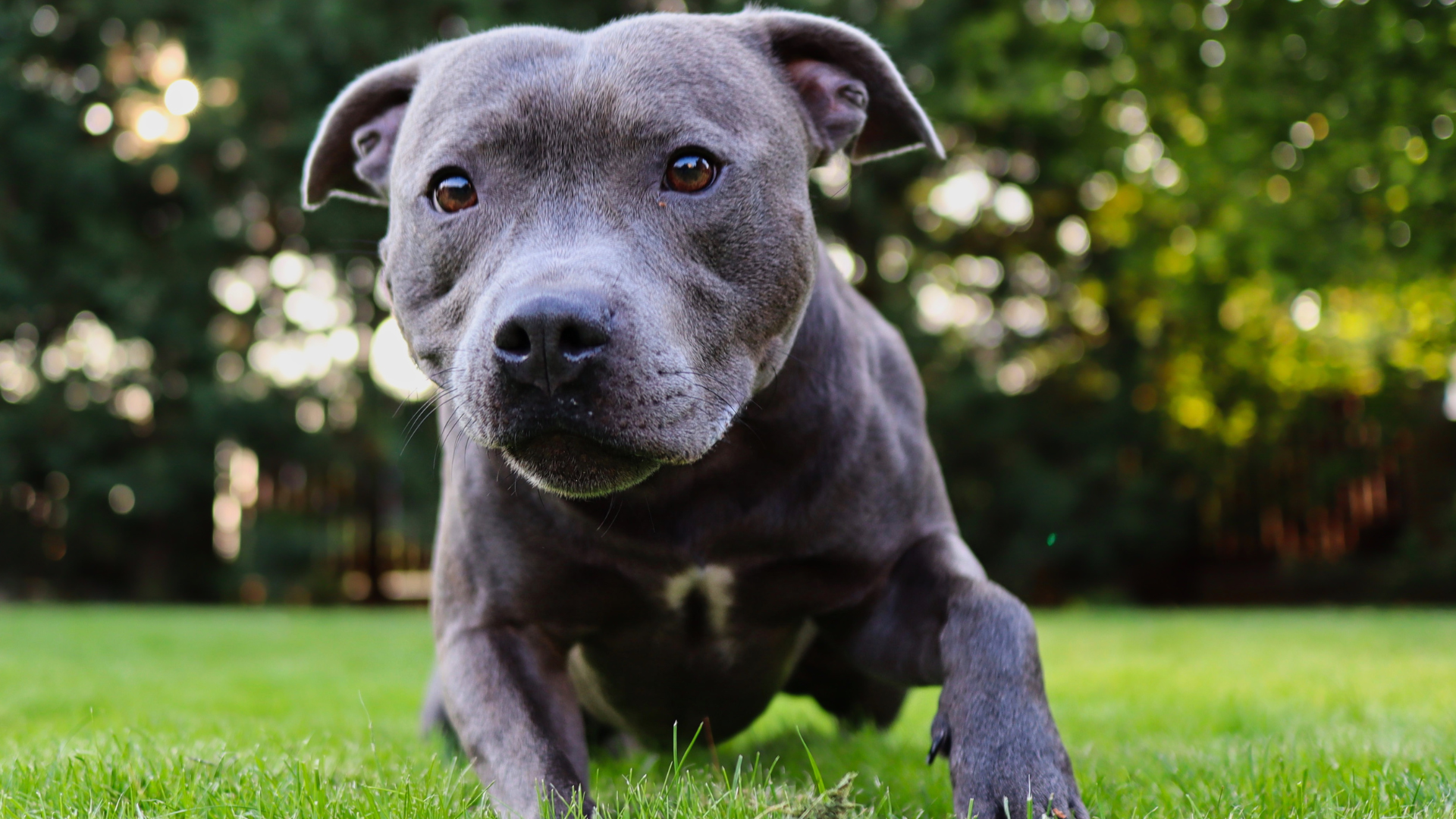 Are American Staffordshire Terrier/Lab Mixes Good Pets? - PetHelpful