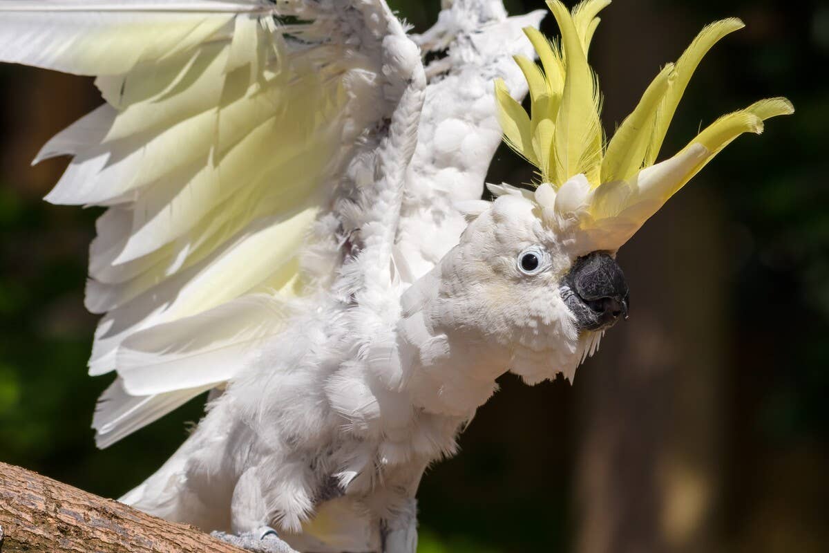 Enthusiastic Cockatoo Won't Stop Dancing and Singing 'Happy Birthday ...
