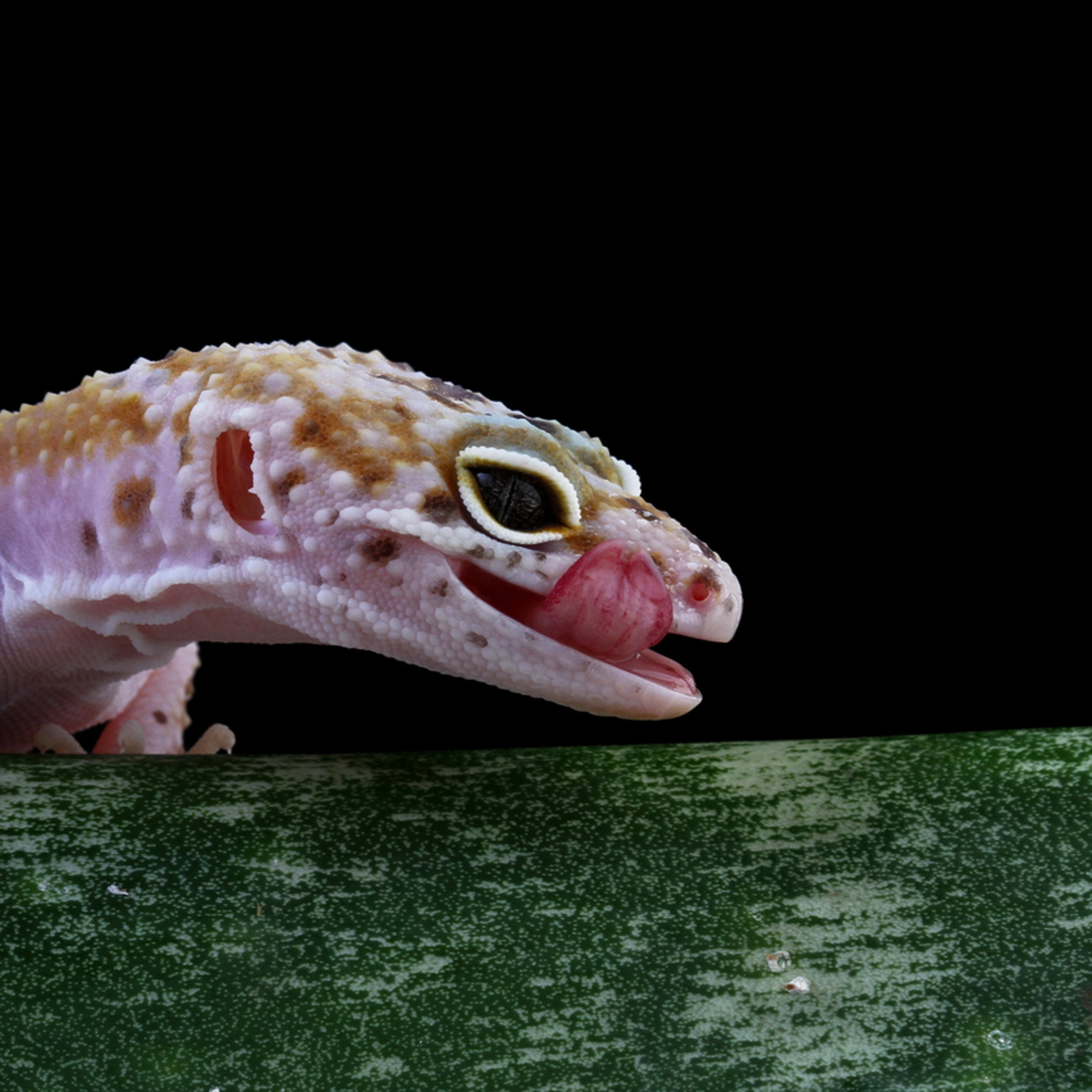 Costco’s Jinx Wet Dog Food Picky Dogs Love - PetHelpful