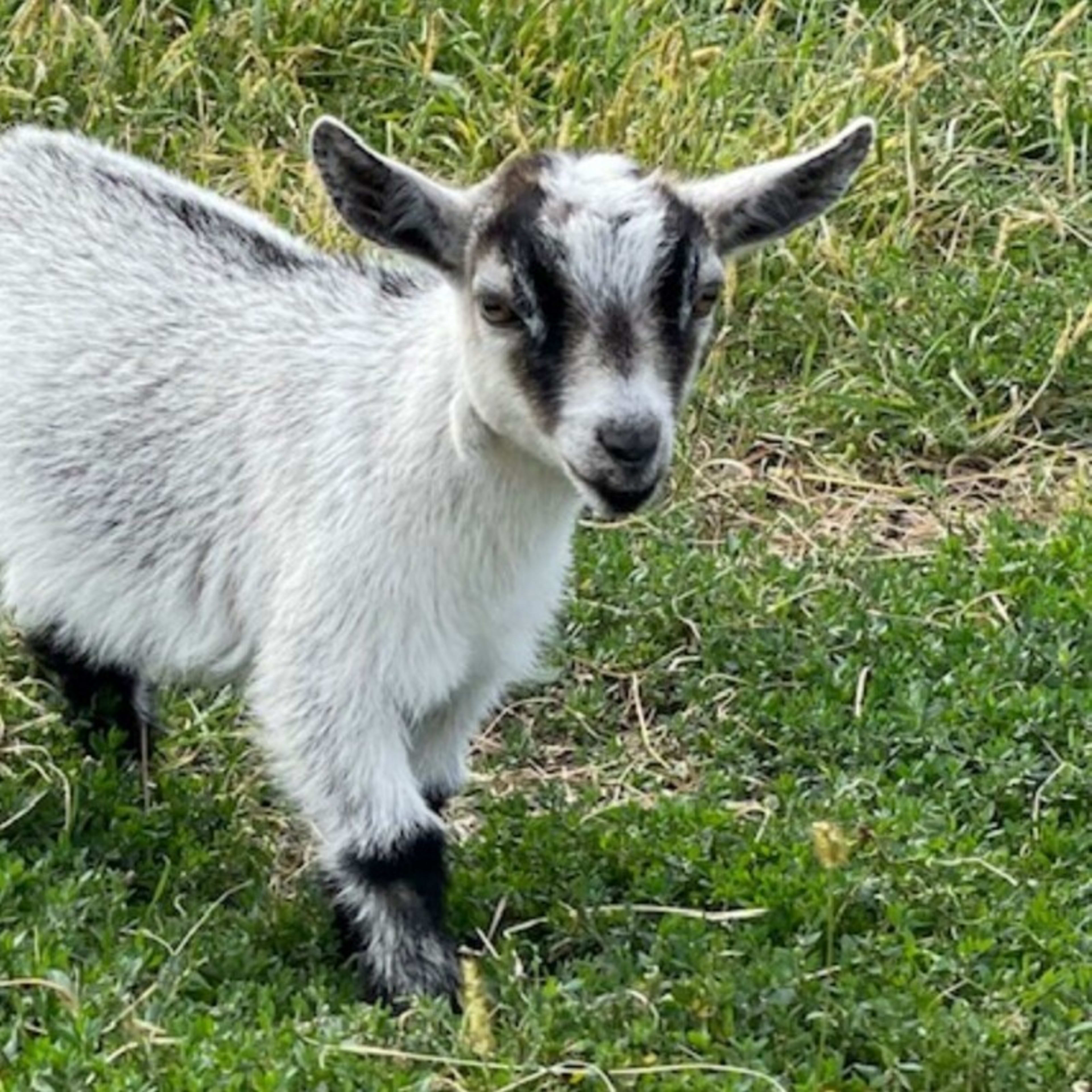 Goat Mom’s Patience While Her Baby Climbs All Over Her Is a Parenting ...