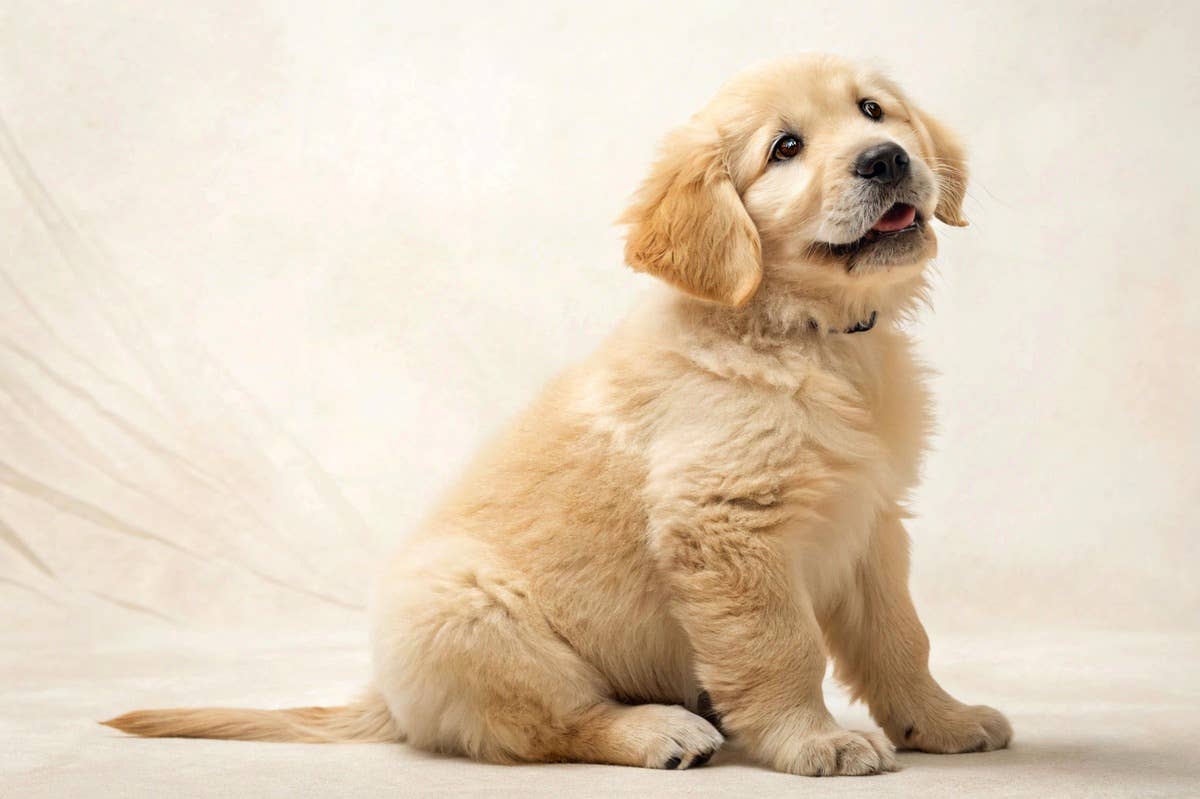 Golden Retriever Goes to Battle Against Whoopie Cushion and You'll ...