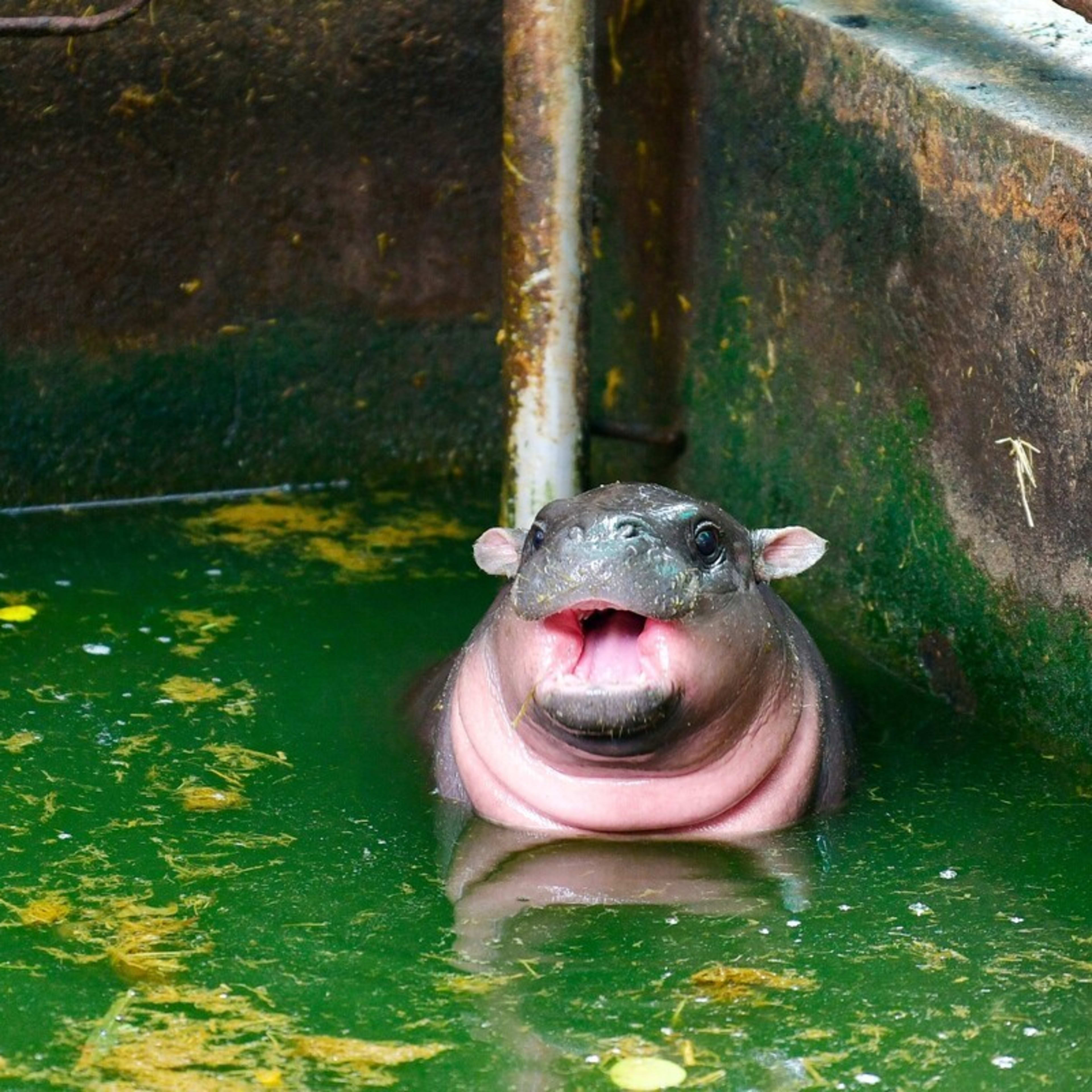 Baby Pygmy Hippo Gets the ‘Mom Stare’ After He Refuses to Listen to ...