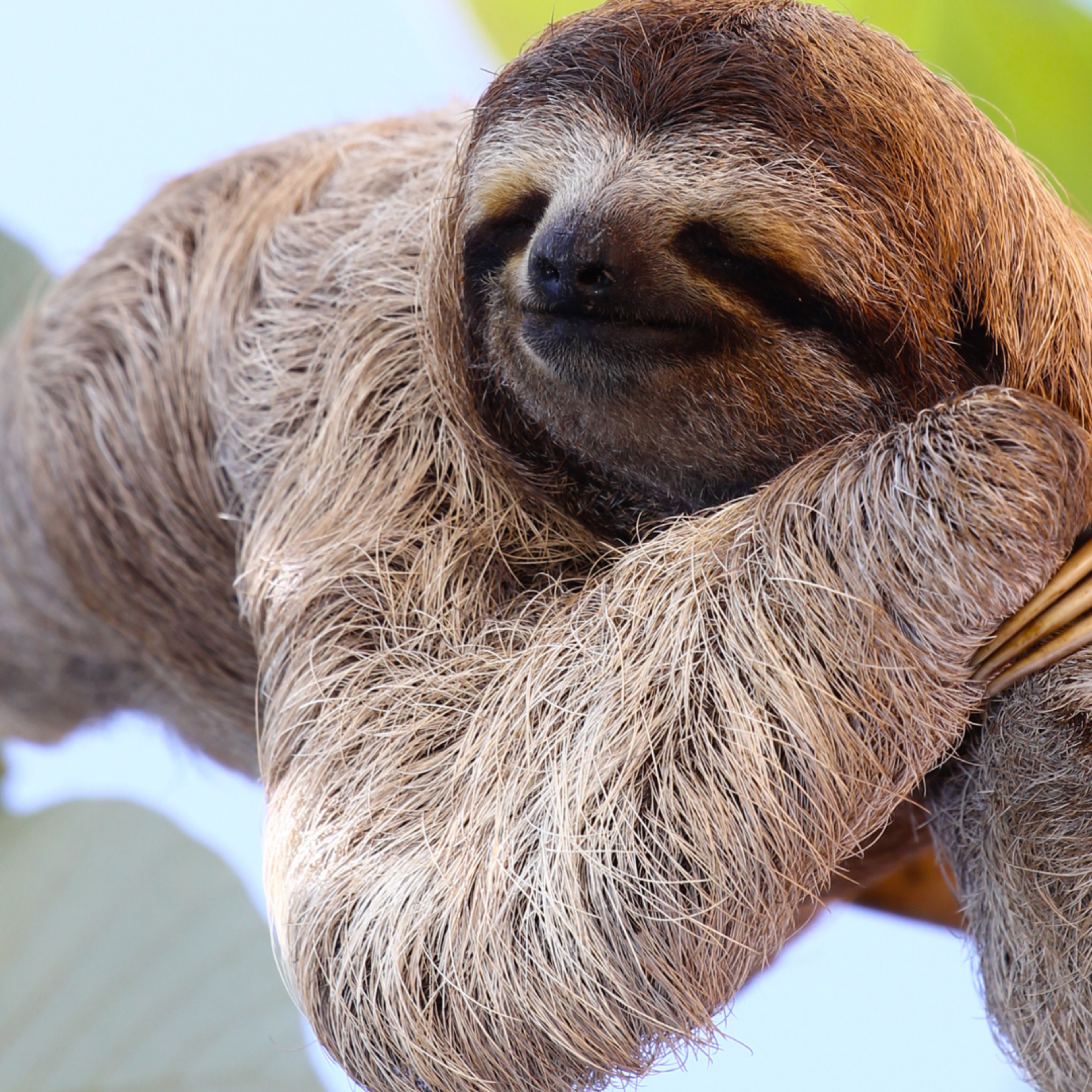 sloth laying down eating