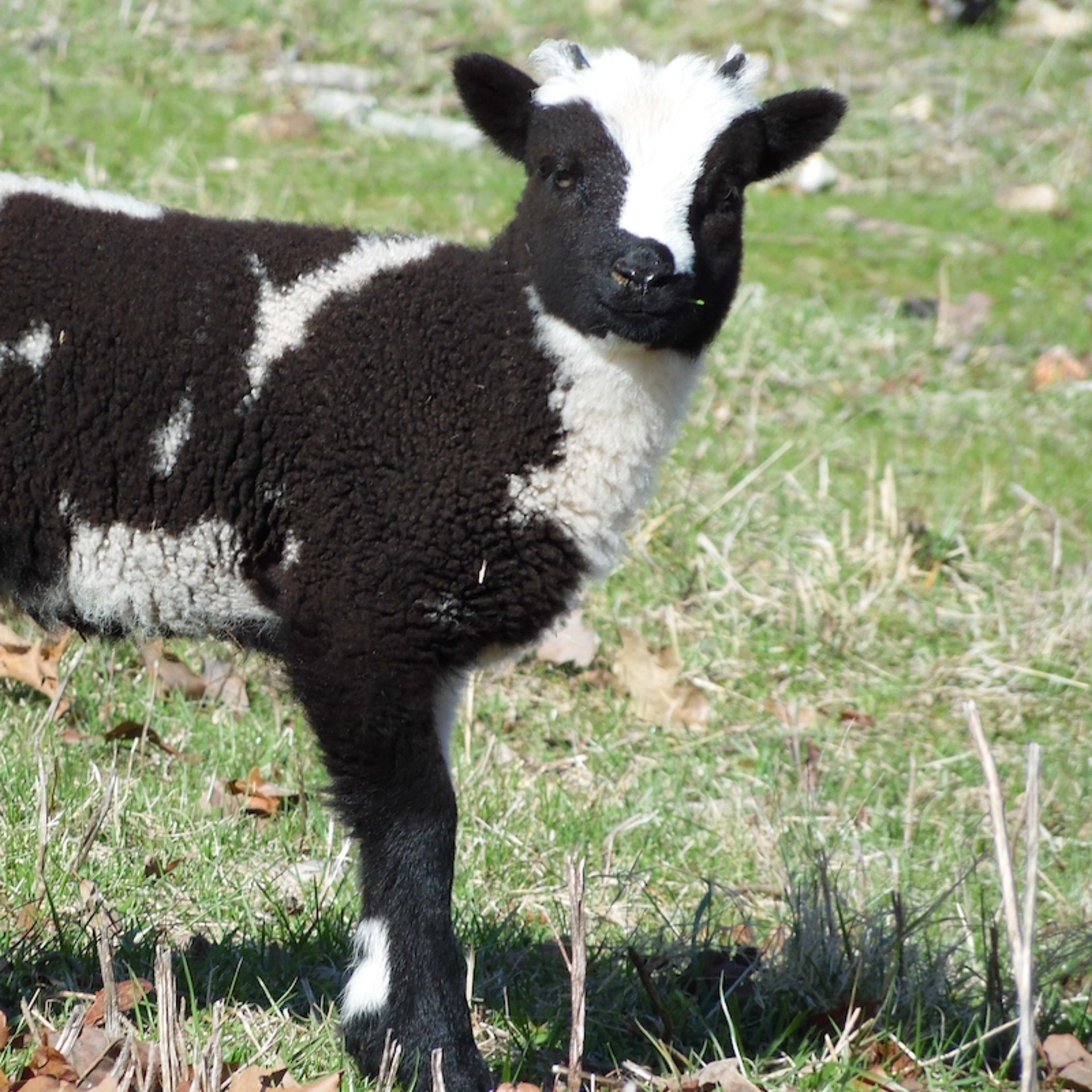 Neighborhood Sheep Showing Off Their Tiny Baby to the Neighbors Has ...