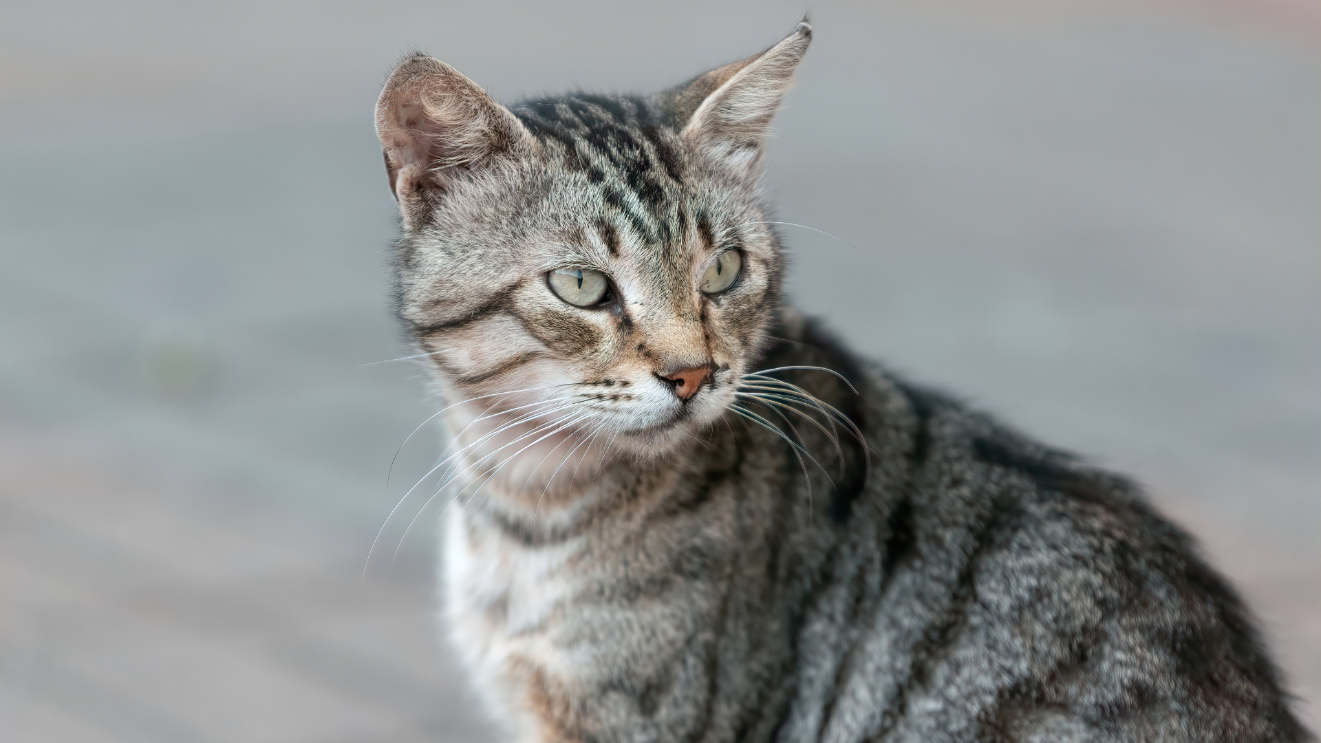 Special Needs Rescue Cat Receives a Life-Changing Surprise After Nearly ...
