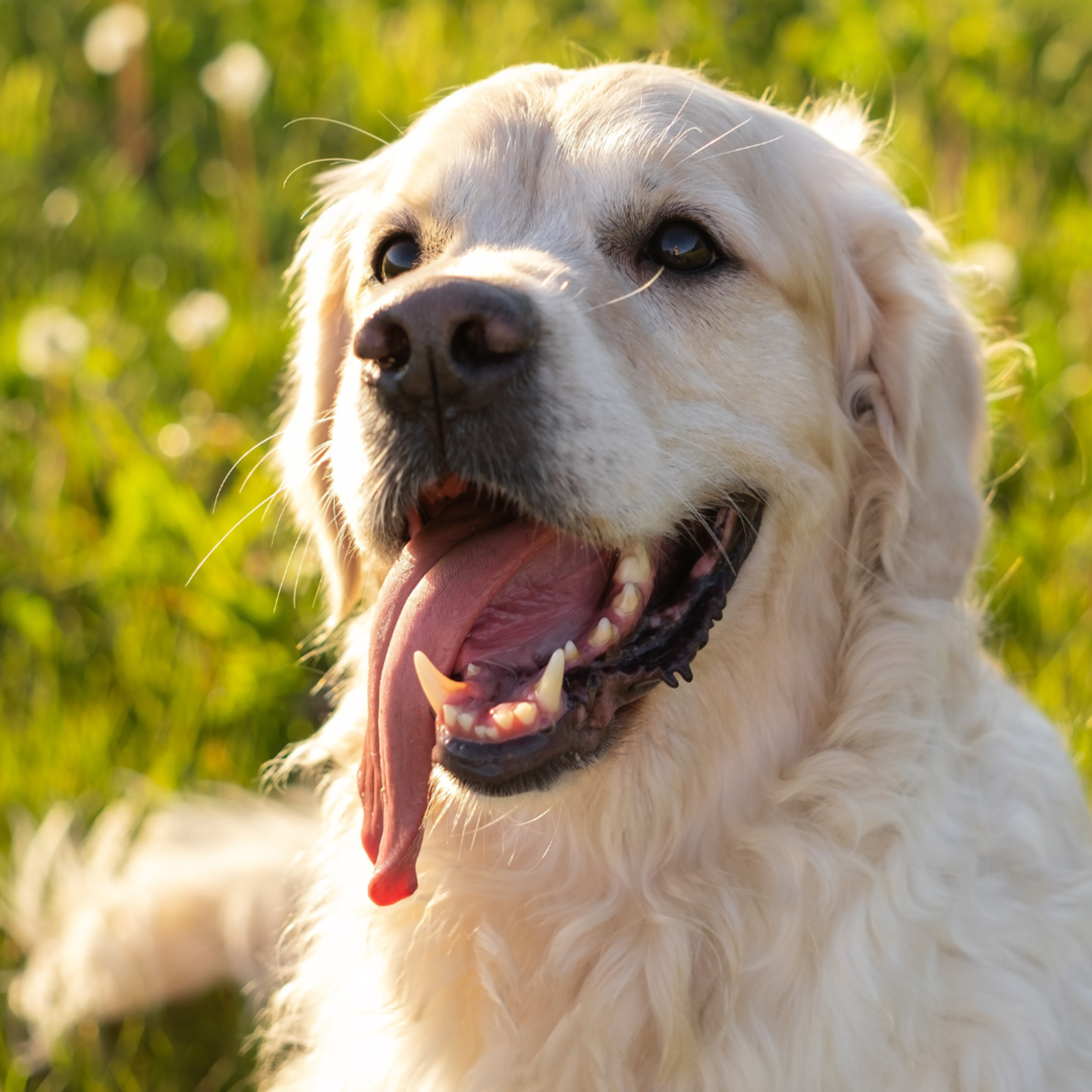 Golden Retriever’s 'Boing' When His Mom Says ‘Sit’ is Too Precious ...