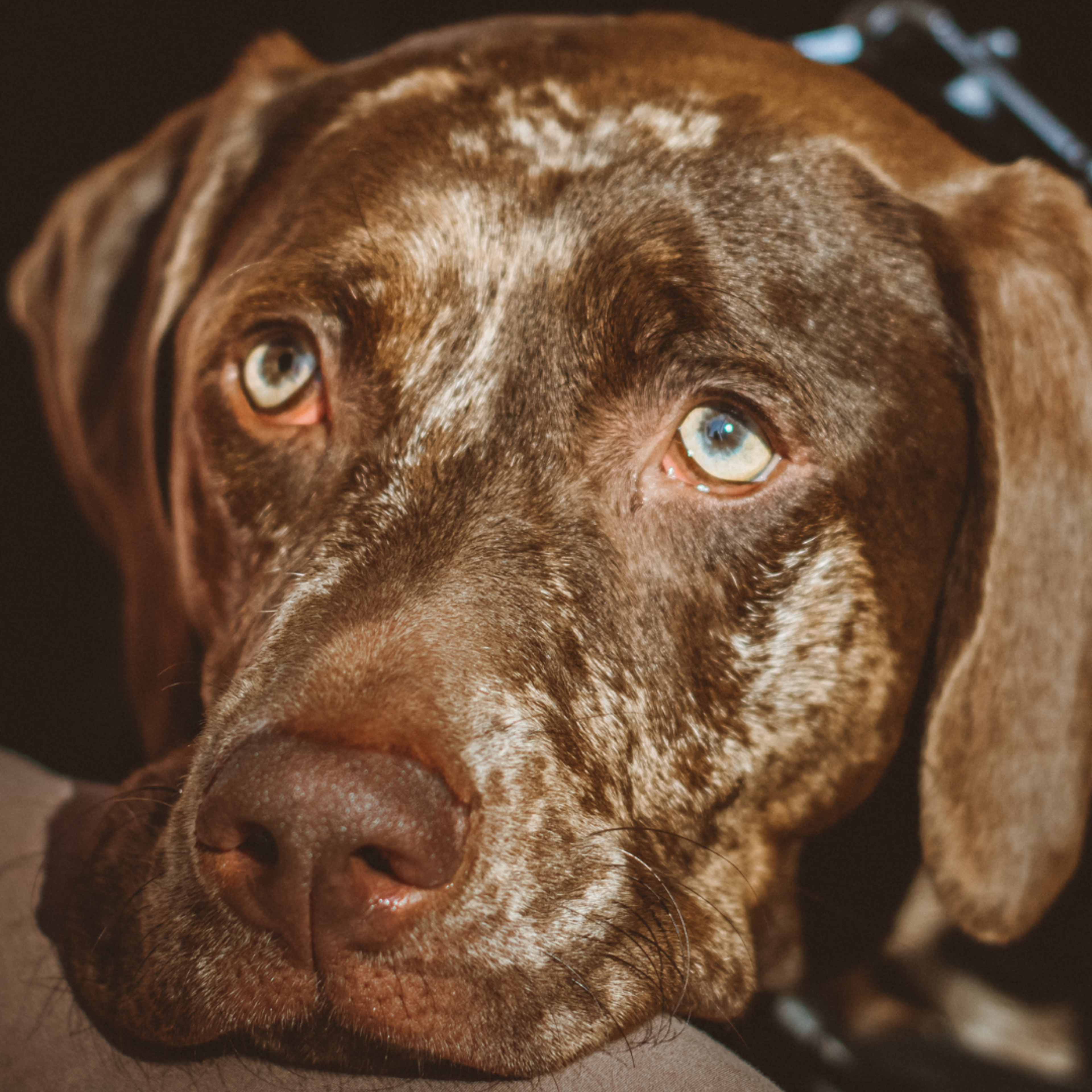 Catahoula Leopard Dog Lording Over Her Giant Pile of Stuffed Animals Is ...