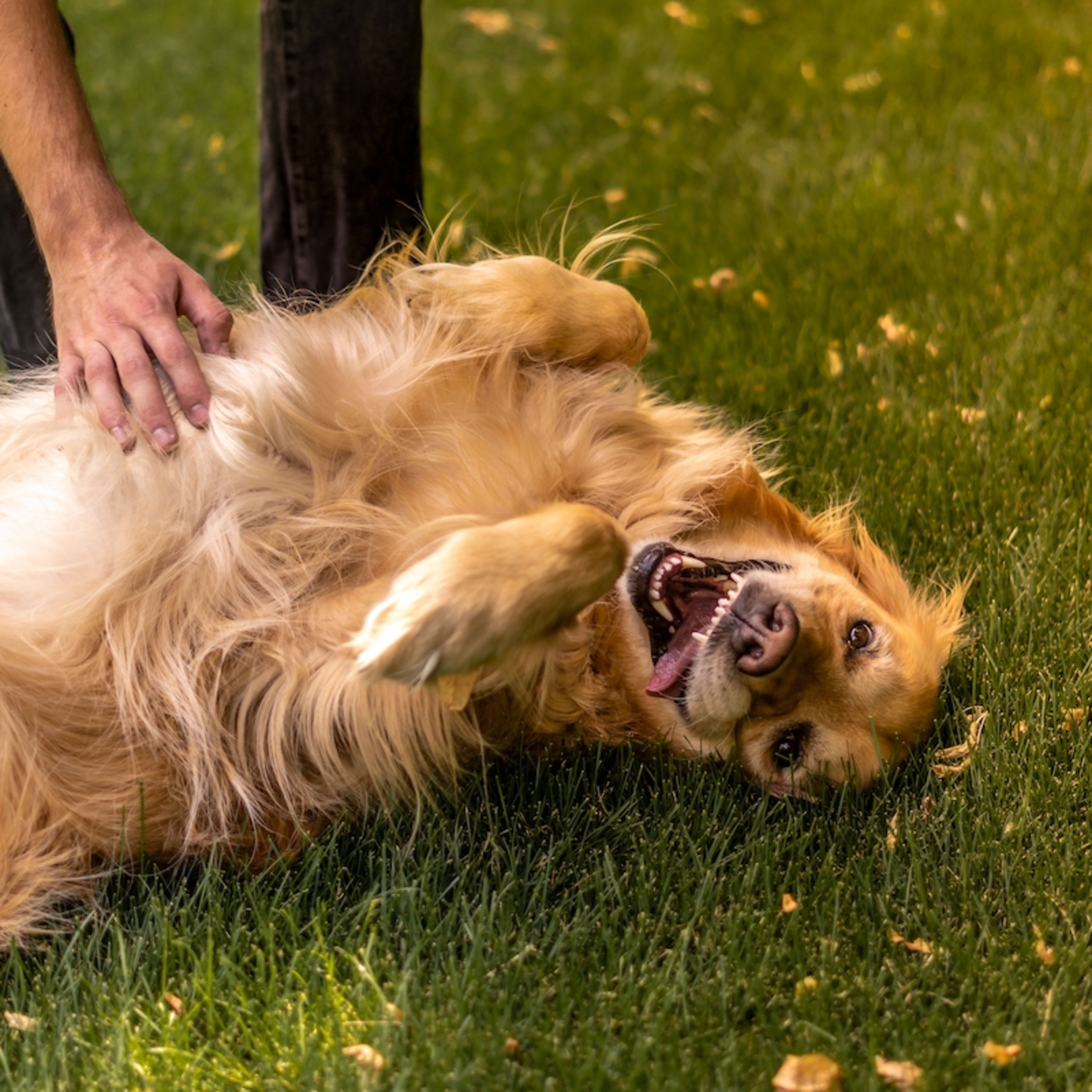 TikTok Shows Golden Retriever Upset After Going to the Groomer - PetHelpful