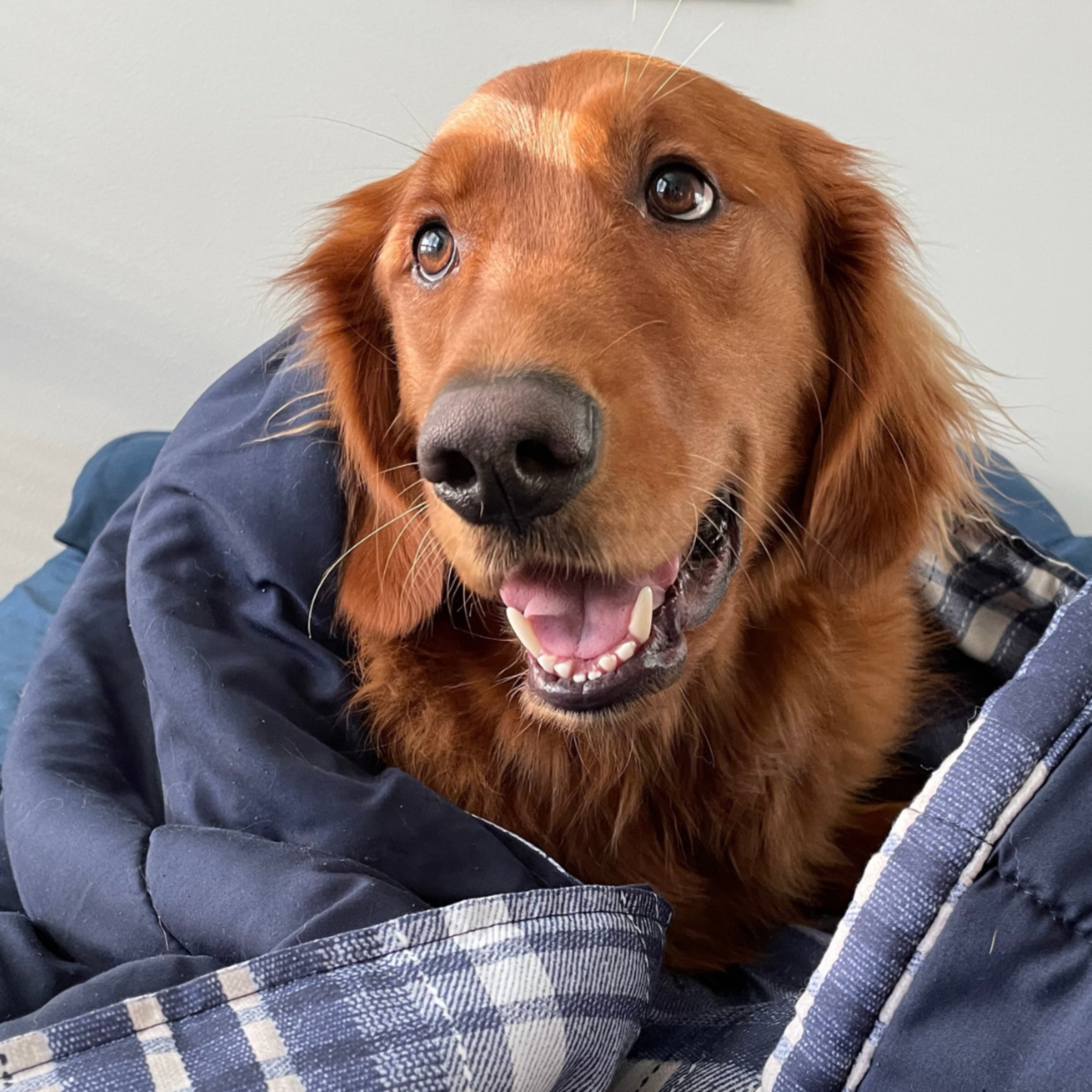 Irish Wolfhounds Uncovered: A Comprehensive Guide to the Gentle Giants ...