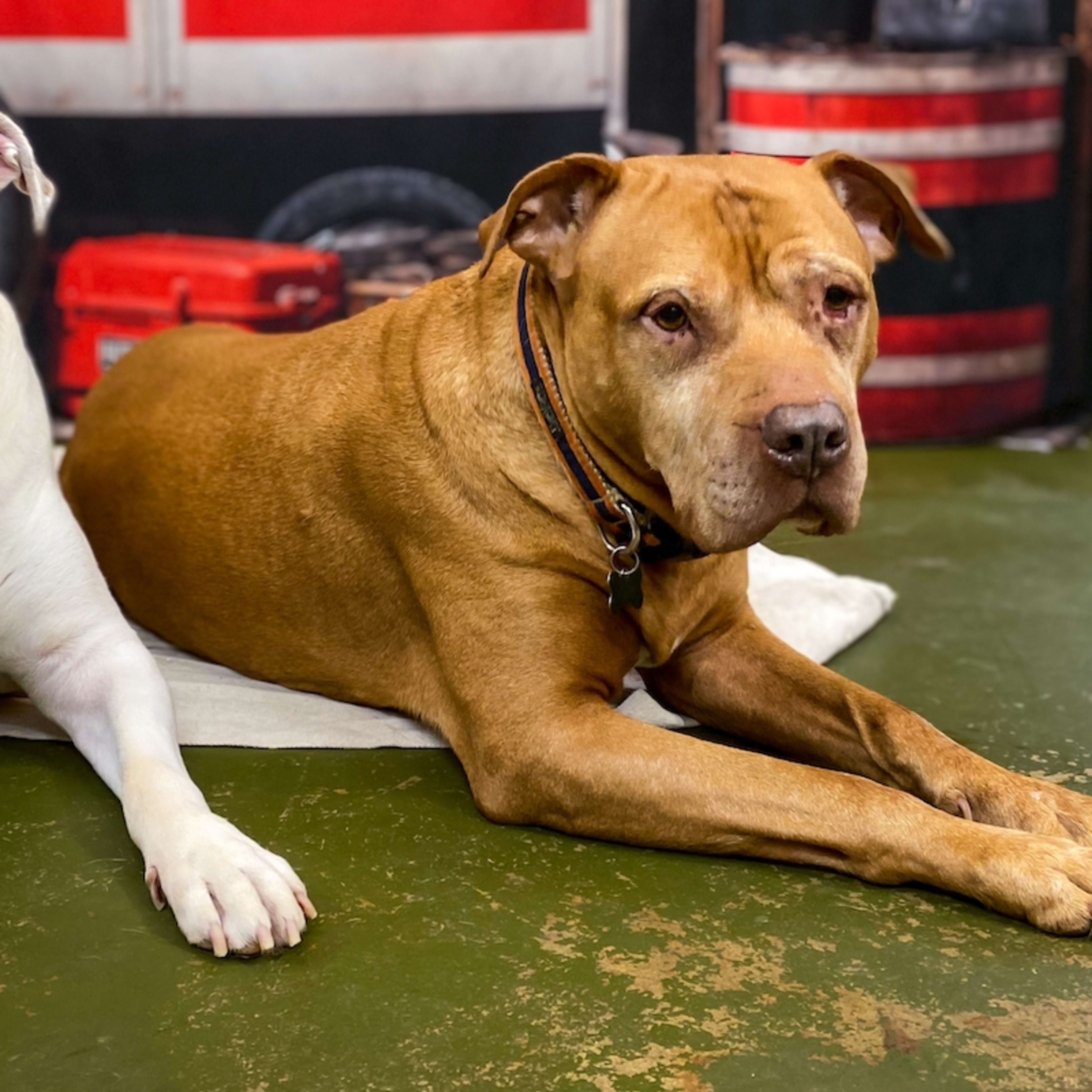 Curious Pit Bulls' Dramatic Response to a Floating Plastic Bag Is Peak ...