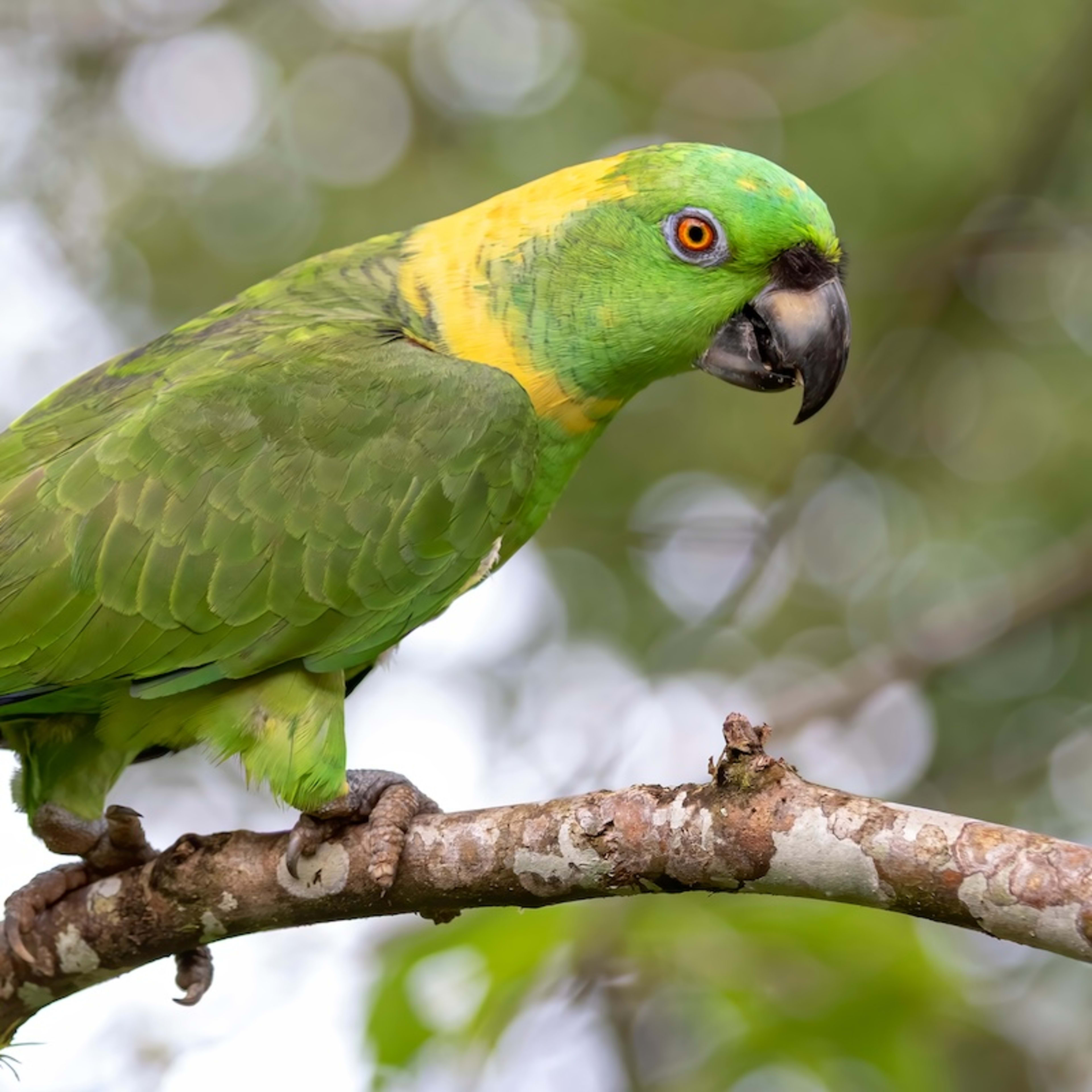 15 Best Small Companion Dogs (with Details for Each) - PetHelpful