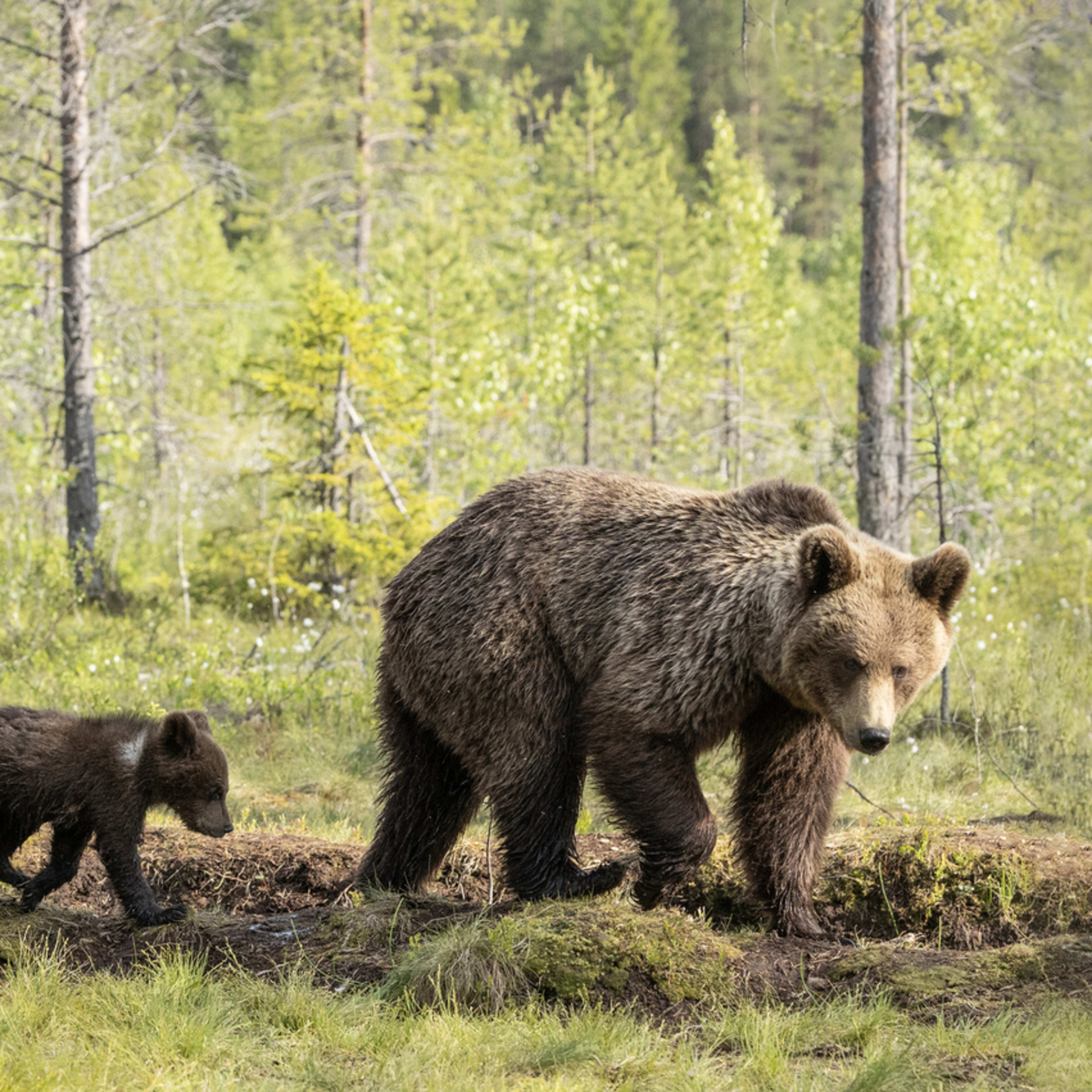Moose Joins Skiers in Park City Like He's Ready to Nail a Black Diamond ...
