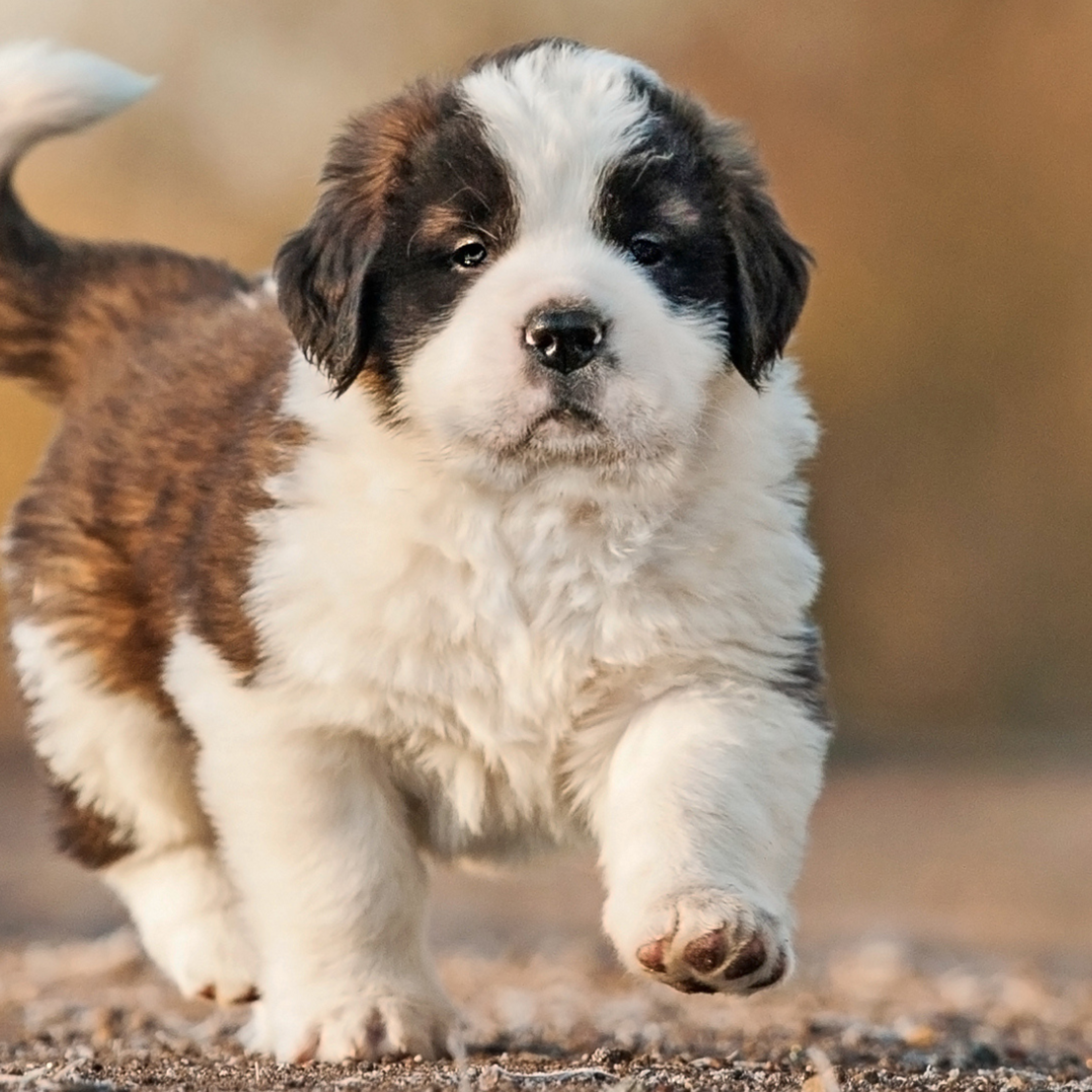 Saint Bernard Puppy's Precious Pink Toe Beans Have the Internet ...