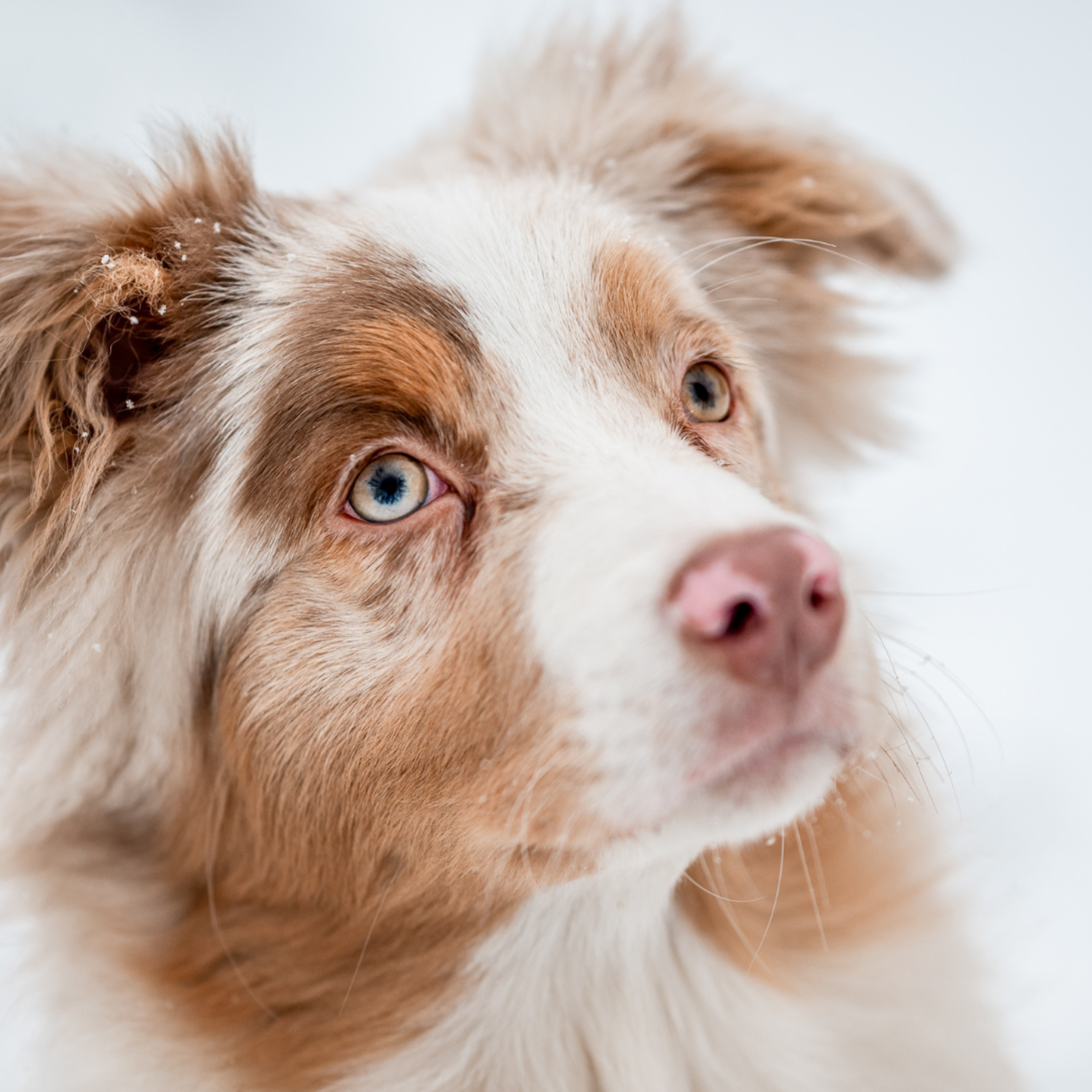 Sleeping Kids Surprised With Red Merle Australian Shepherd Pup on ...