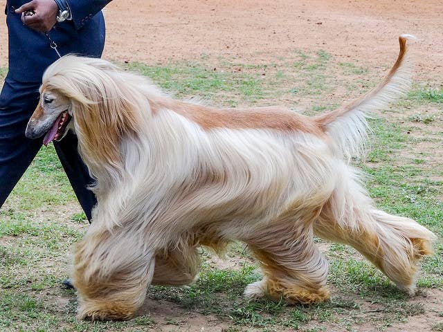 Which Dogs Drool the Most? Top 8 Most Slobbery Breeds - PetHelpful