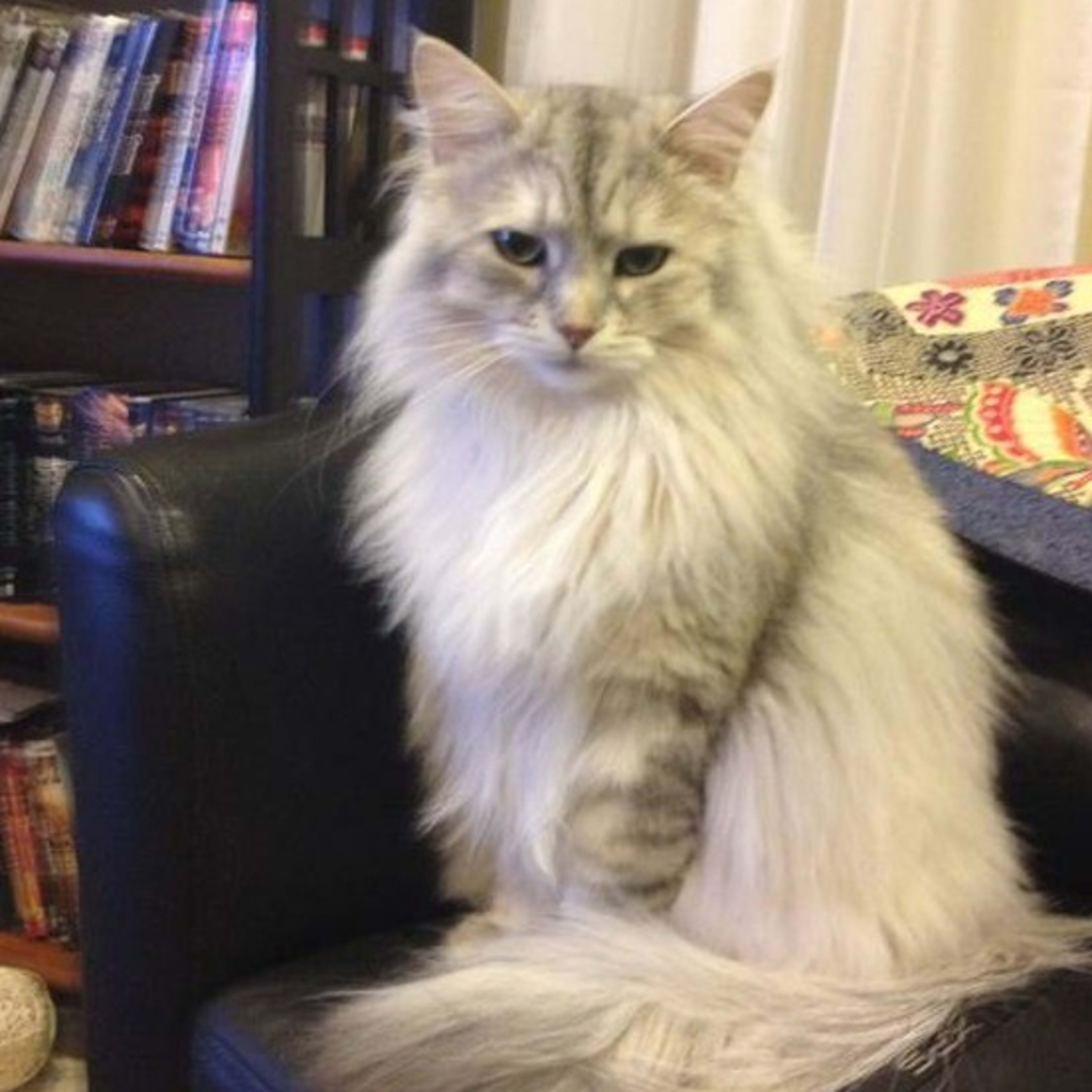 PetHelpful - Helping You in Your Pet Journey