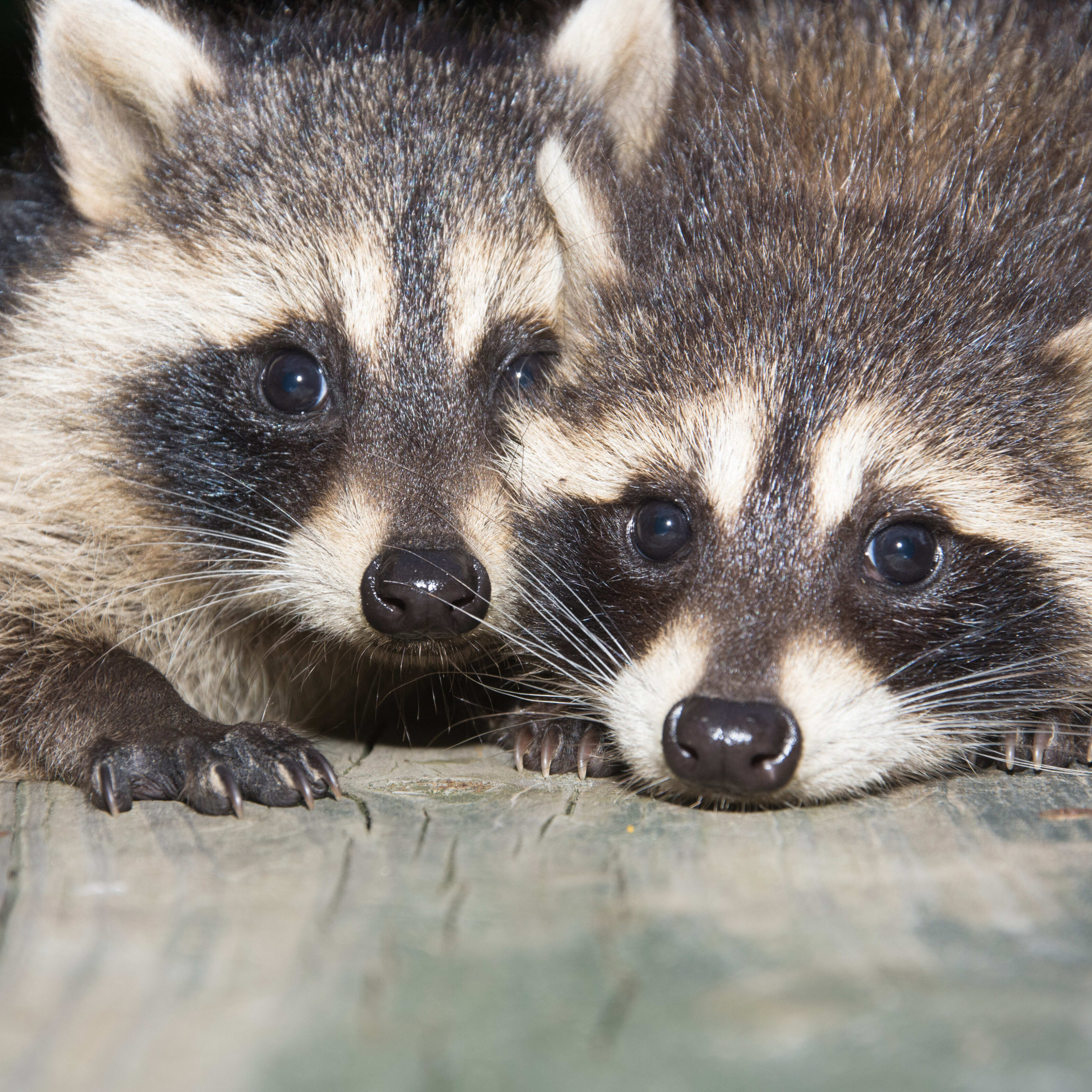 Adorable Video of Baby Raccoons Learning to Climb Is Making Everybody ...