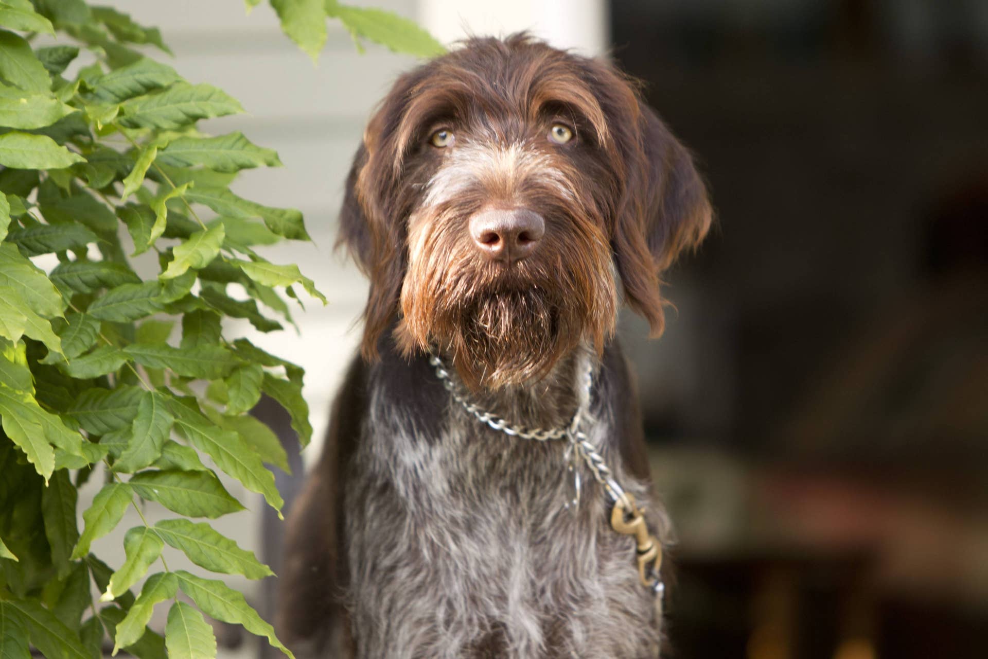 Wirehaired Pointing Griffon