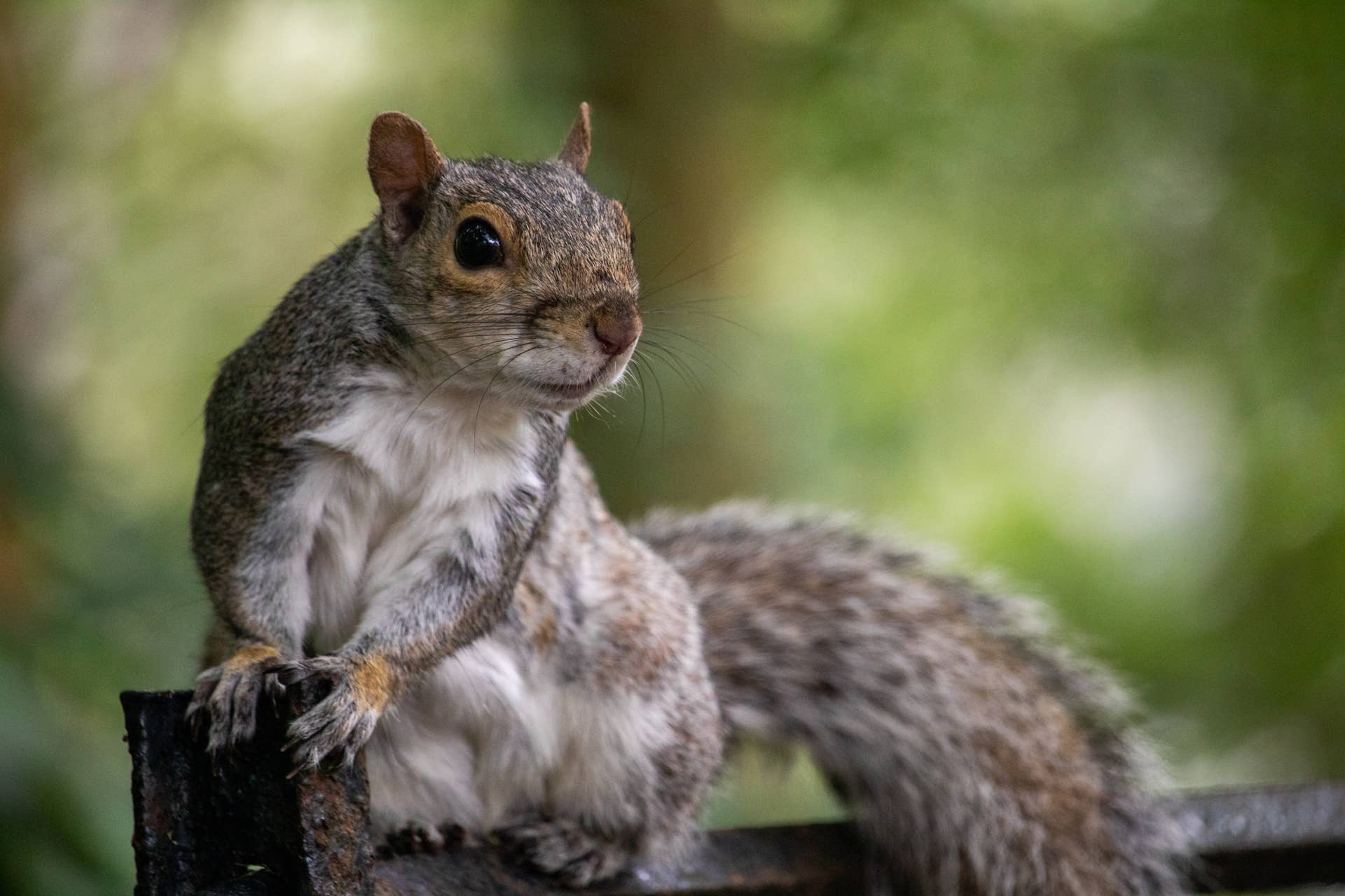 Woman Hailed a Hero for Going Above and Beyond to Help Squirrel with ...