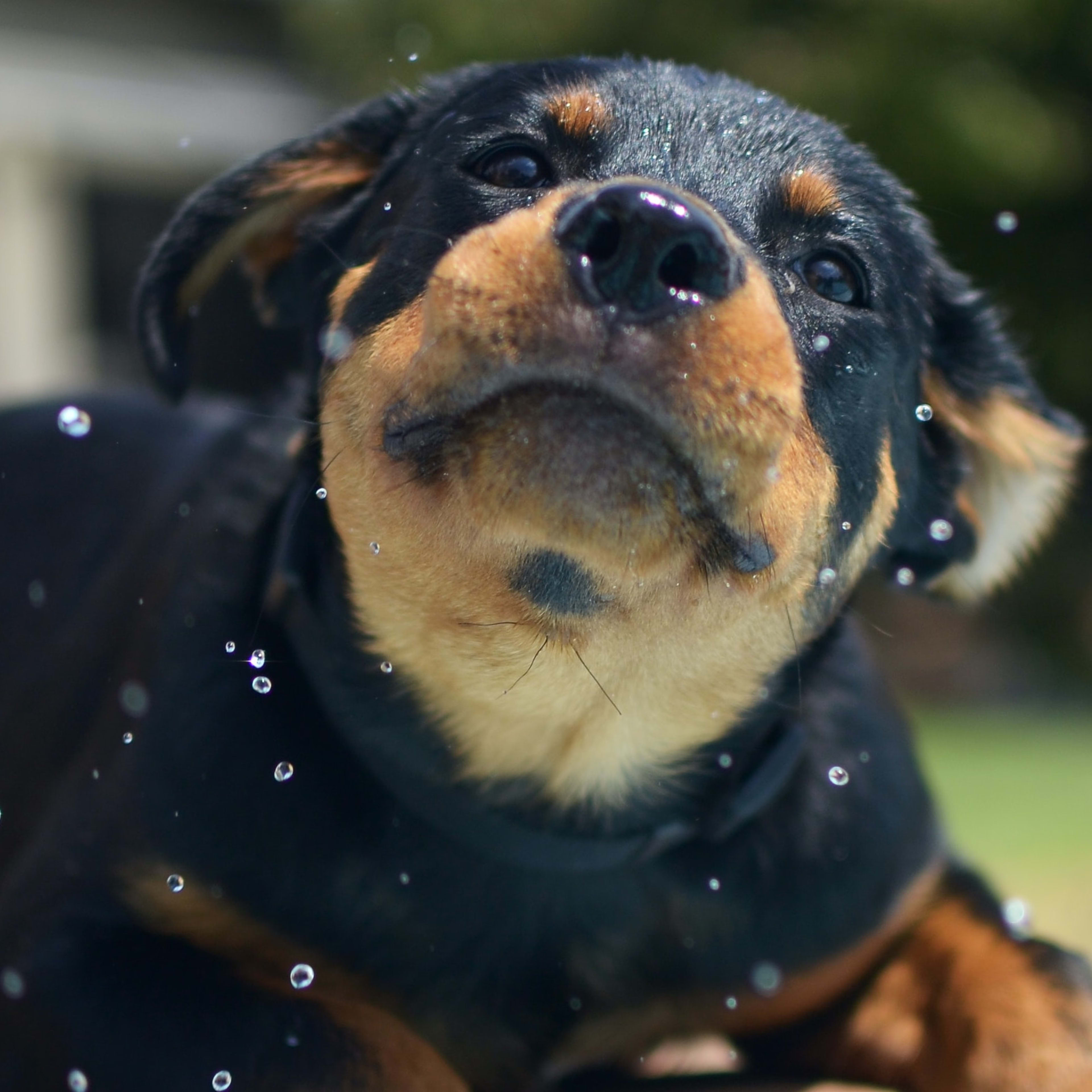 Rottweiler Puppy’s ‘Extremely Scary Bark’ Is Total Cuteness Overload ...