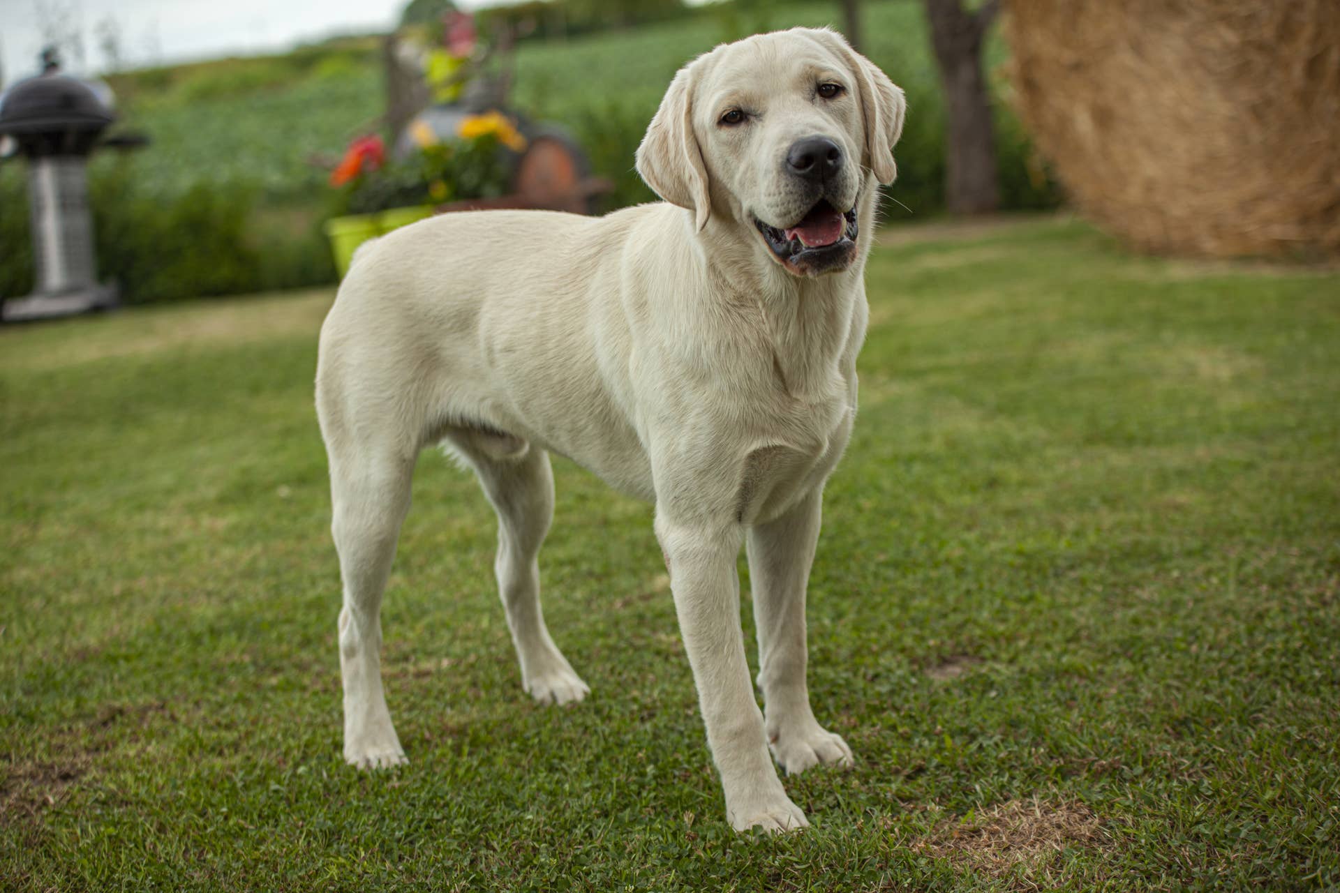 Guide Dog
