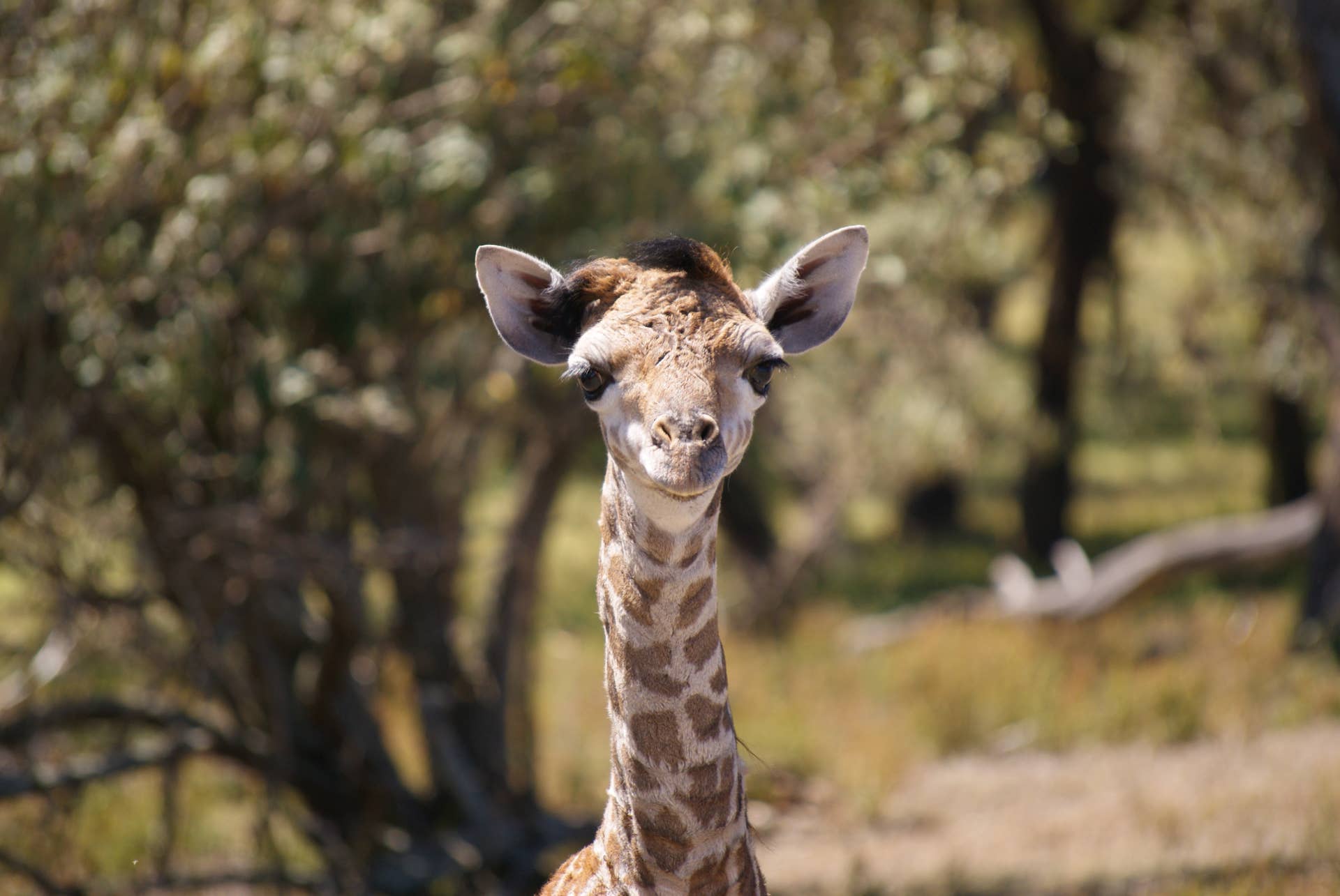Baby Giraffes Adorably Refuse to Go Inside With the Rest of the Herd ...