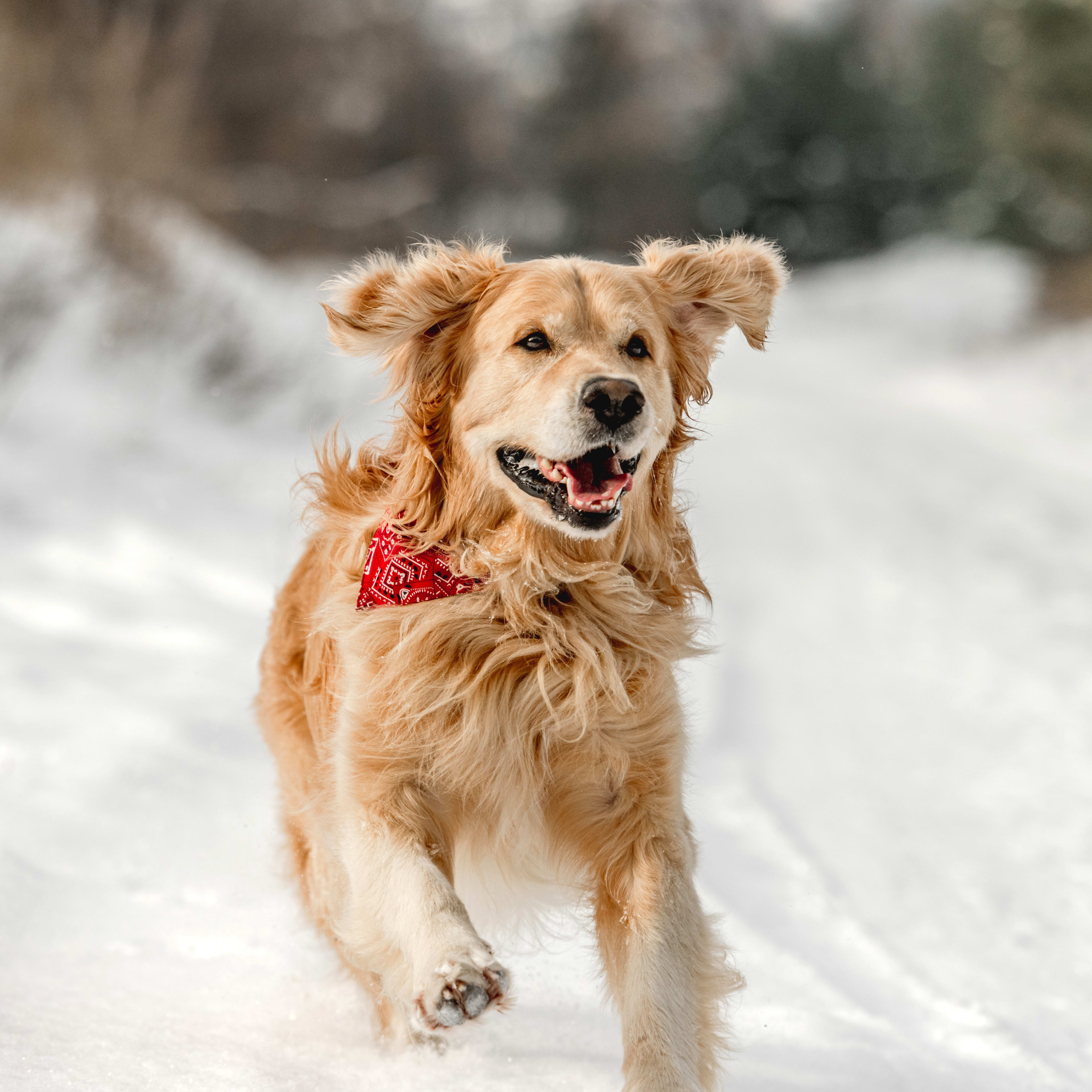 Funny Video of Hen Singing the 'Egg Song' Has the Internet Totally ...