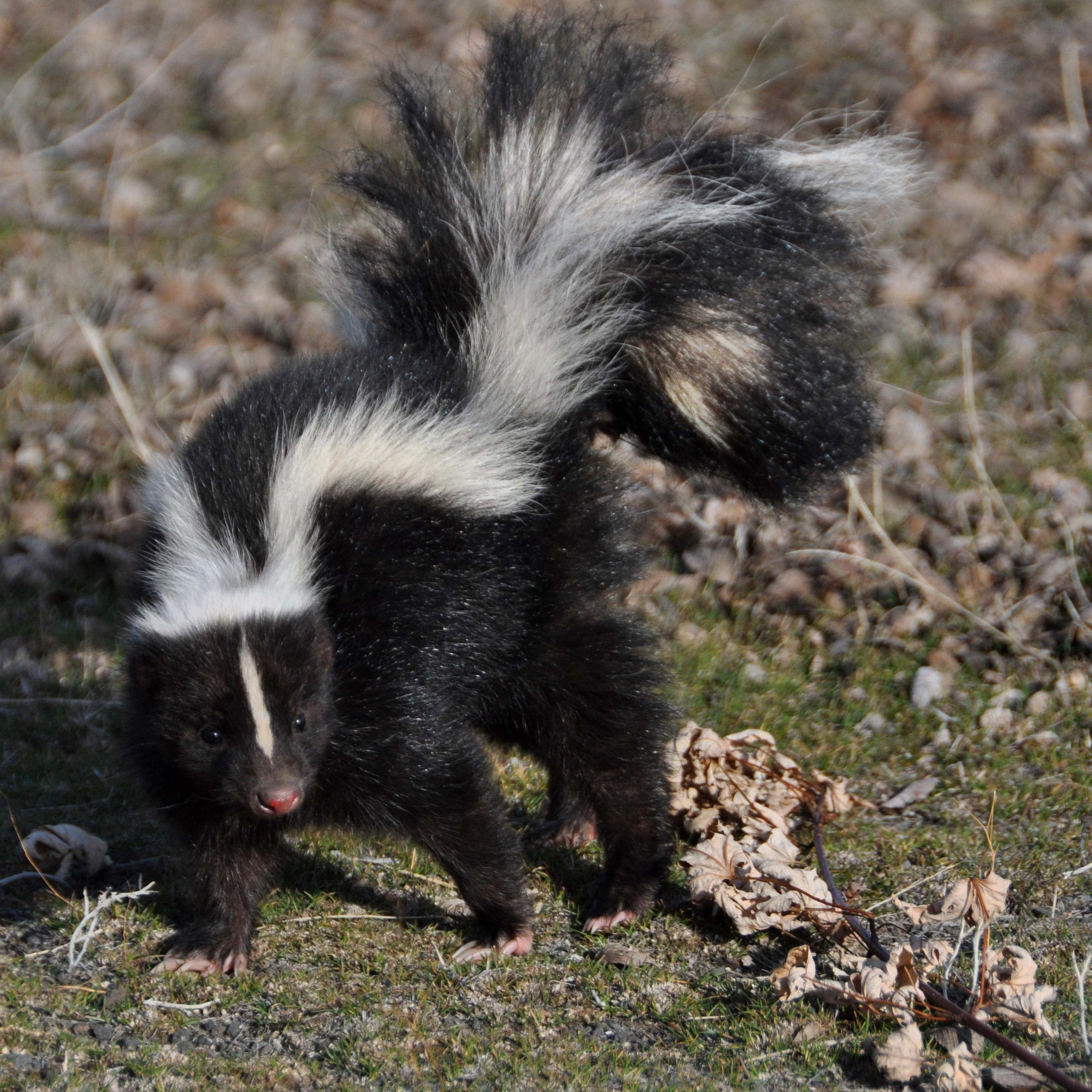Newborn Skunks' Precious Little Noises Are Music to Everyone's Ears ...