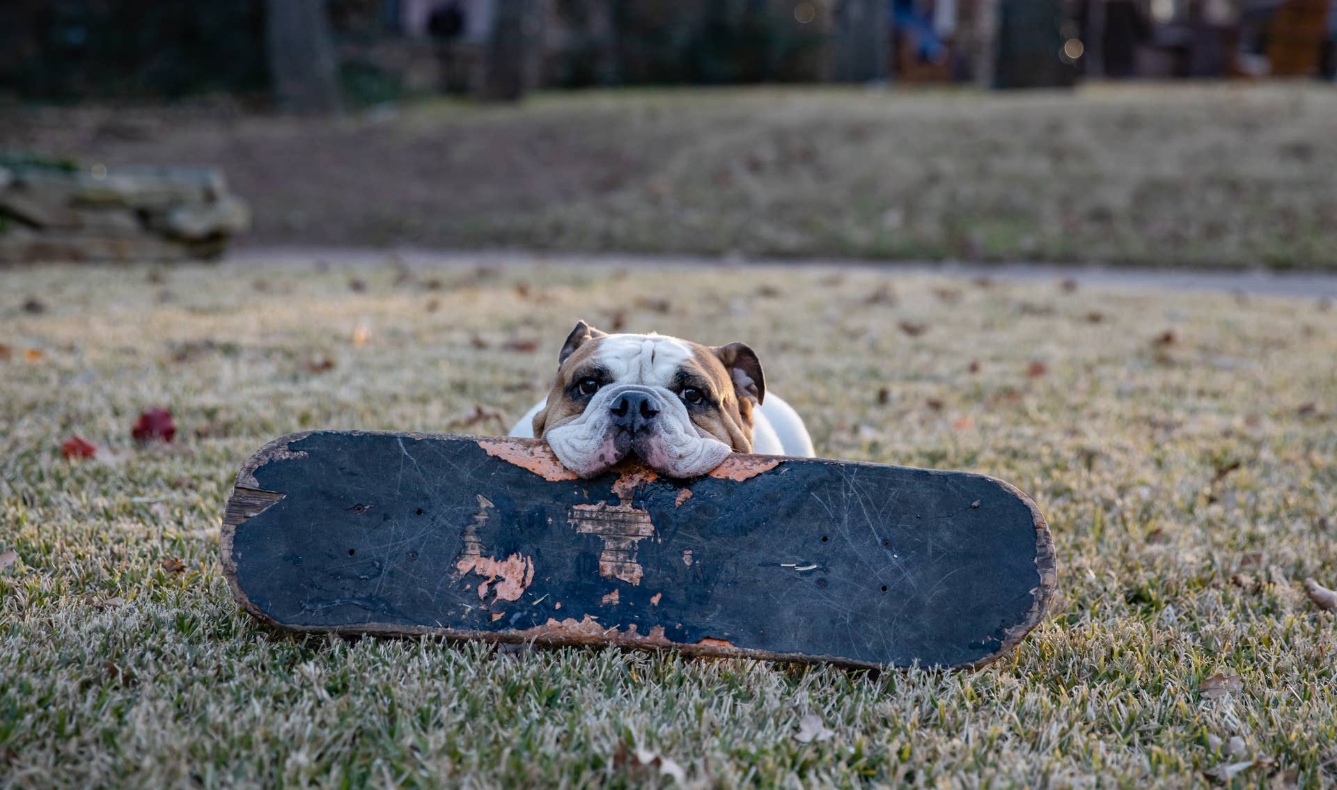 English Bulldog Cannot Contain His Excitement to Ride New Electric ...