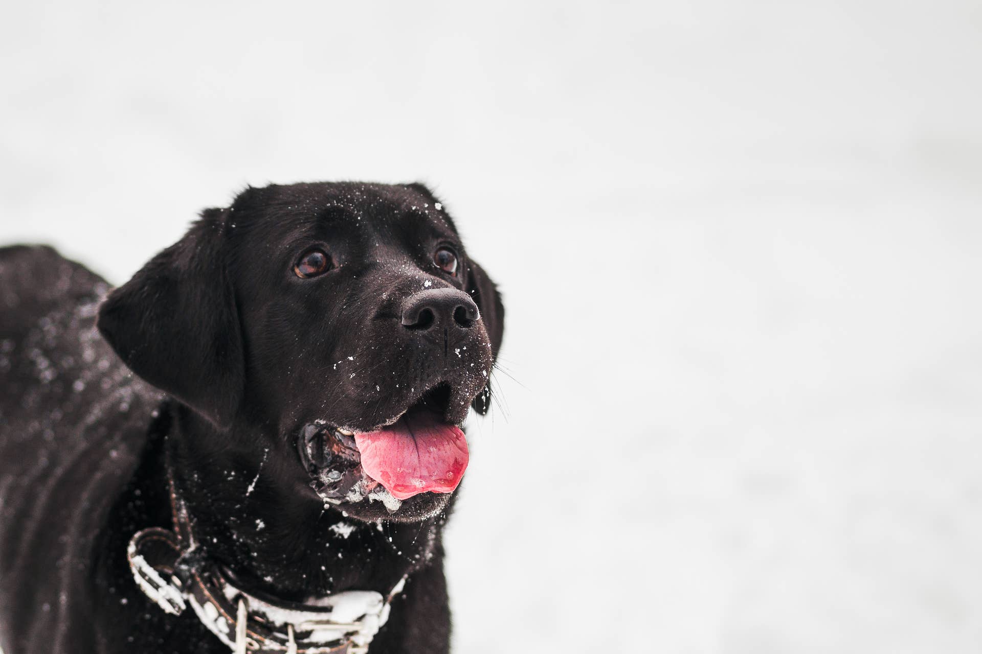 Dog Discipline: Does Hitting a Dog Work? - PetHelpful