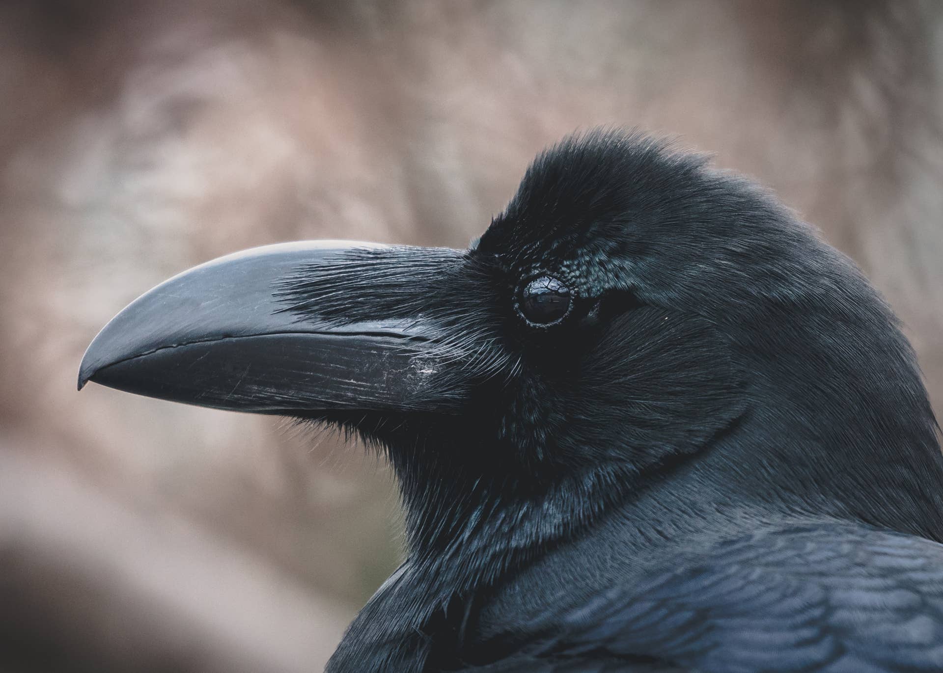 Raven