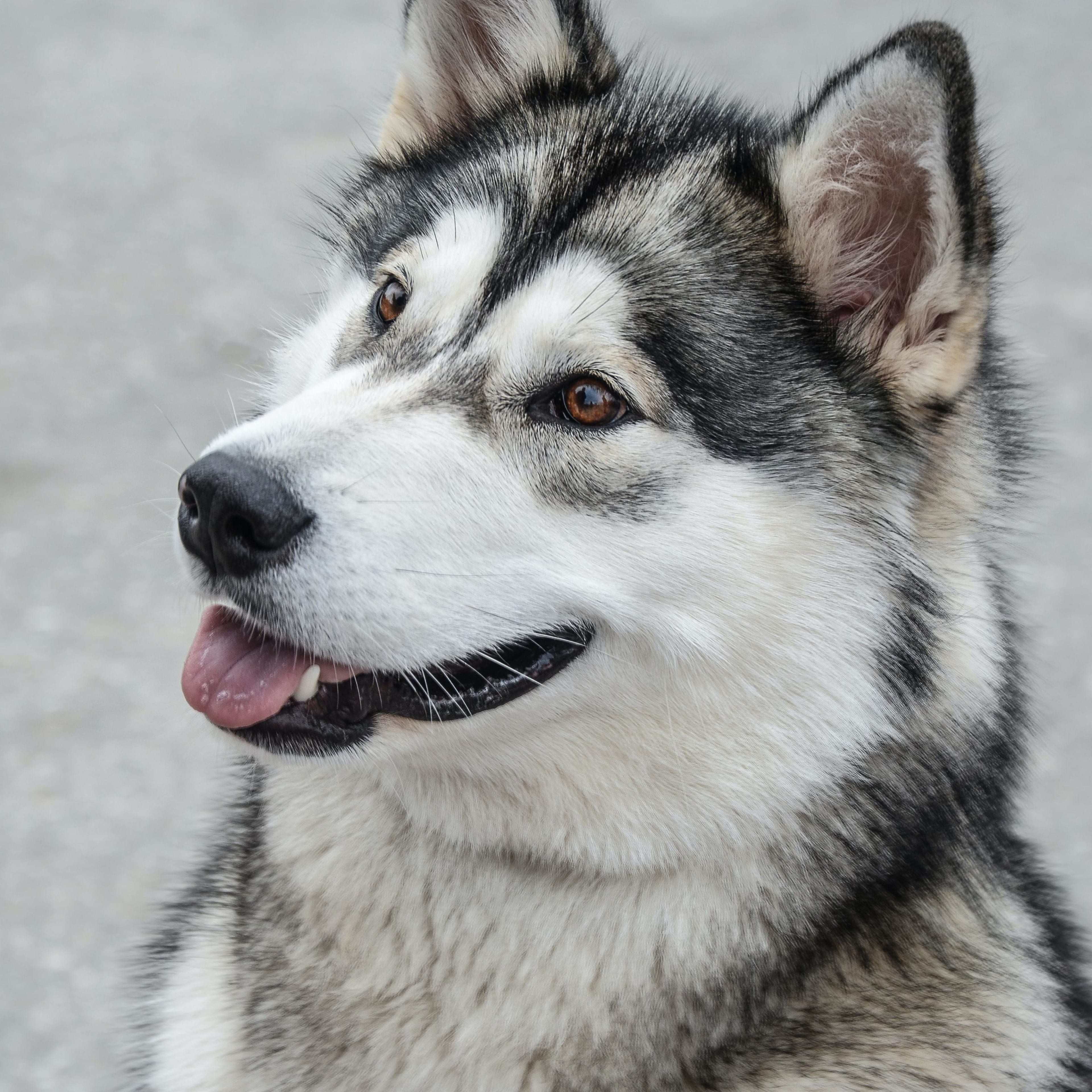 Tom Brady Uses Dire Wolf Company to Clone His Dog - PetHelpful