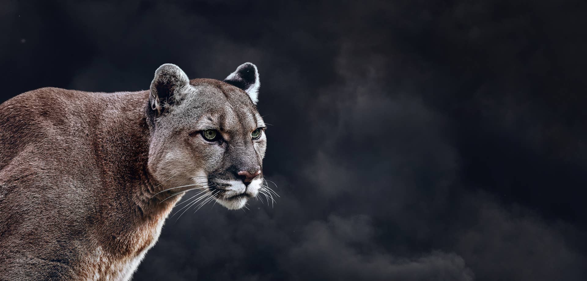 Mountain Lion