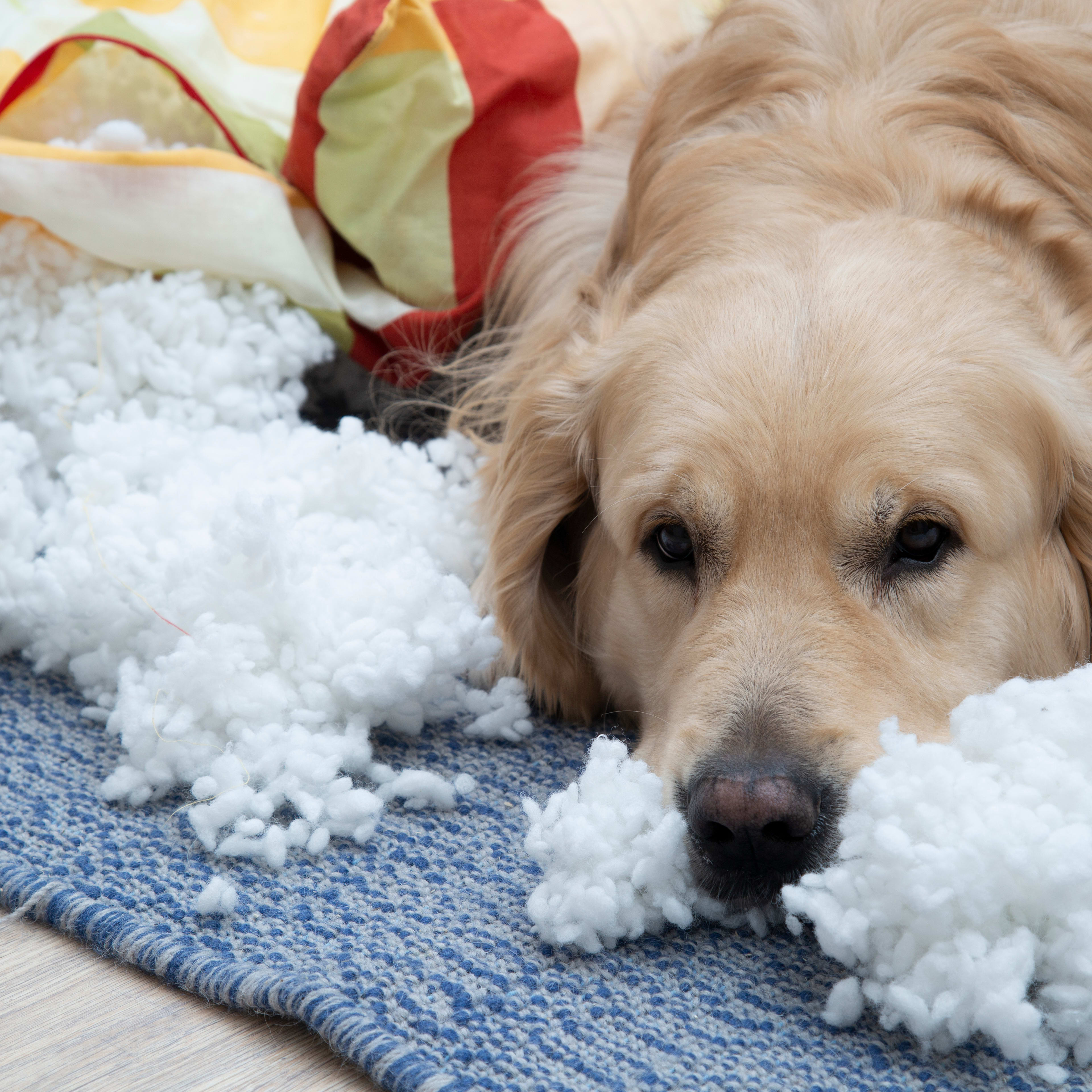 Golden Retriever's Guilty Face After Stealing Yogurt Snack Is ...