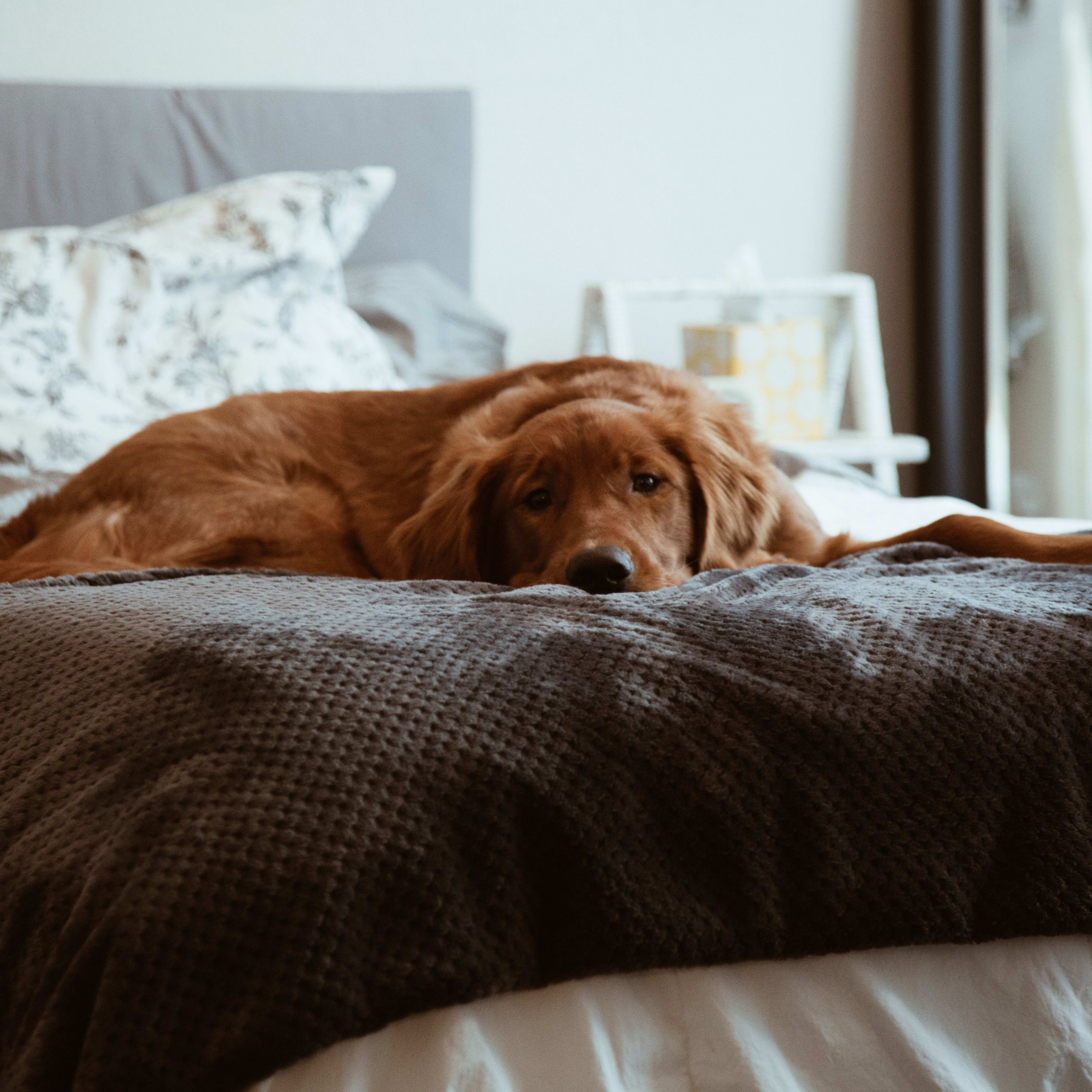 Does My Dog Have PTSD? Causes, Signs, and Treatment - PetHelpful