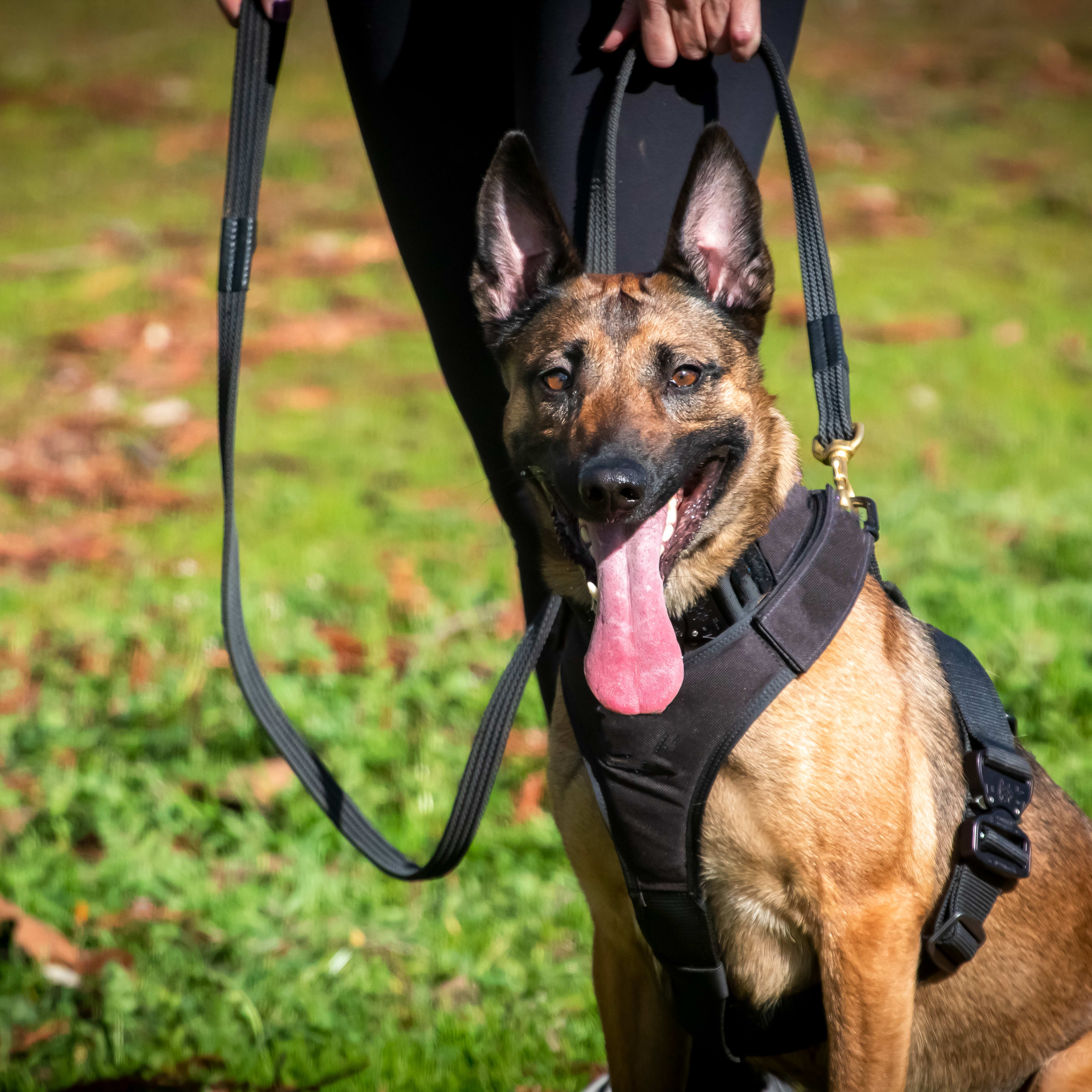 Belgian Malinois K9 Forgets All of His Training When He Sees His First ...