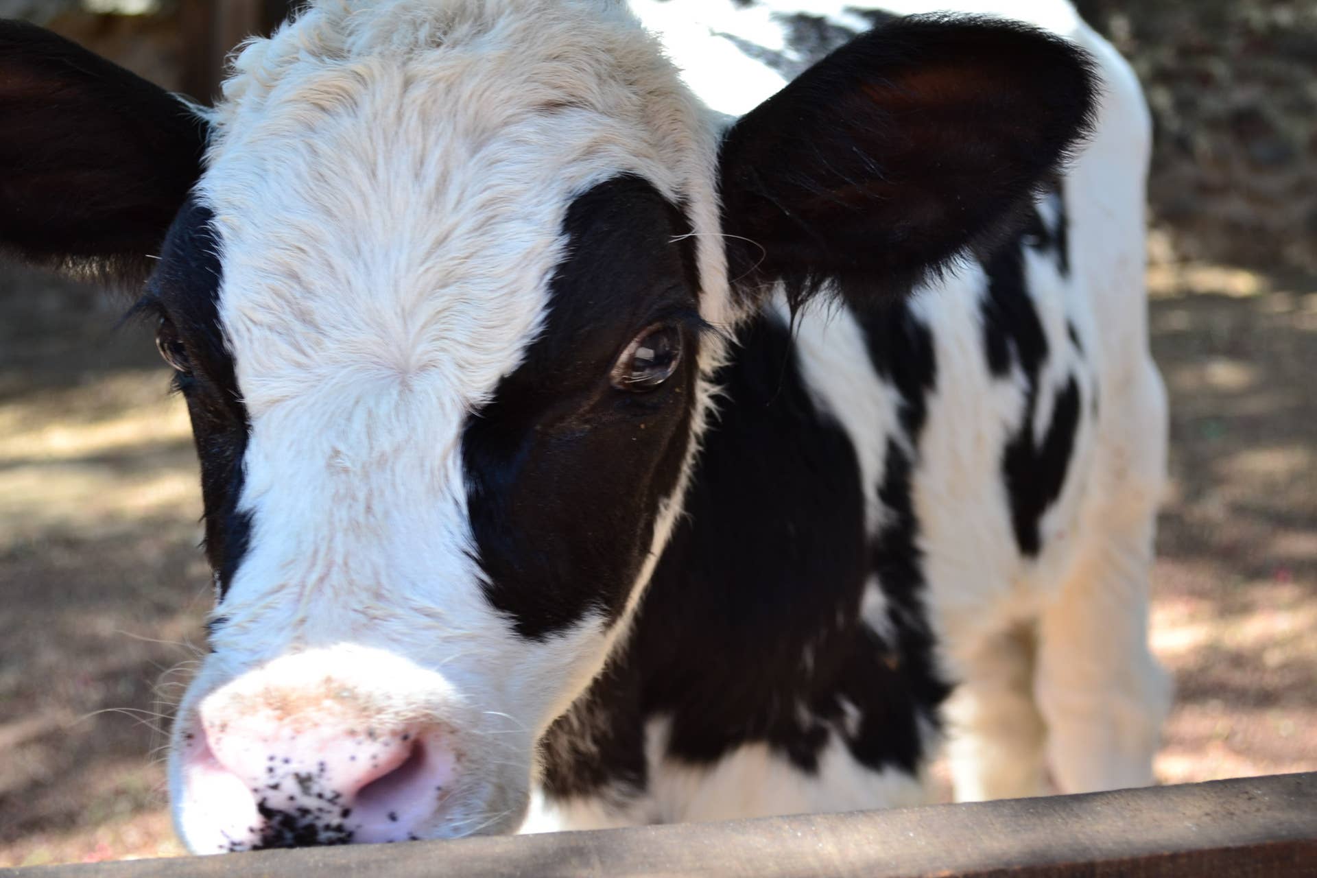 Rescued Dairy Farm Cow Jumps for Joy After Taking First Steps in New ...