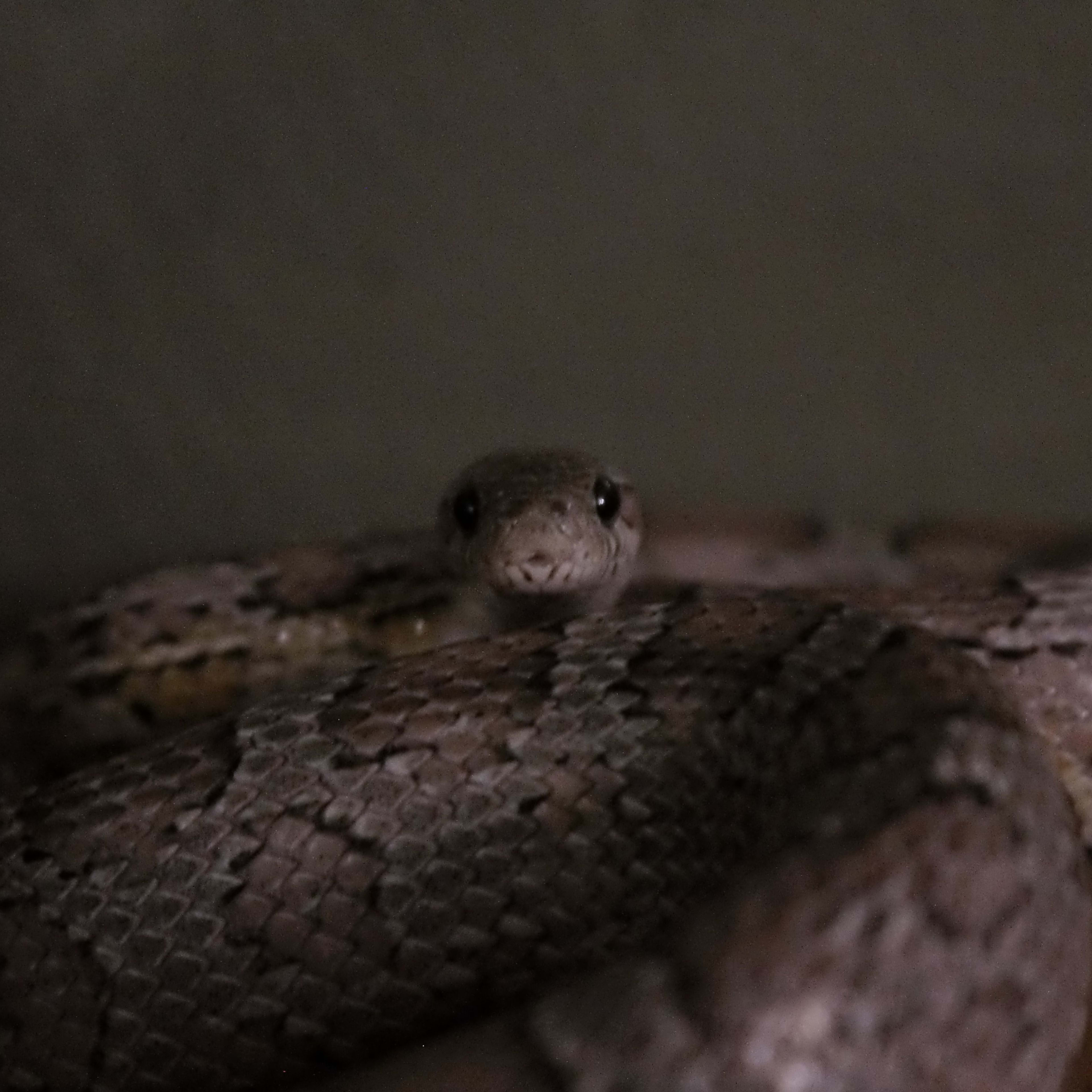 8 Best Small Pet Snakes for Beginners (Easy to Care For) - PetHelpful