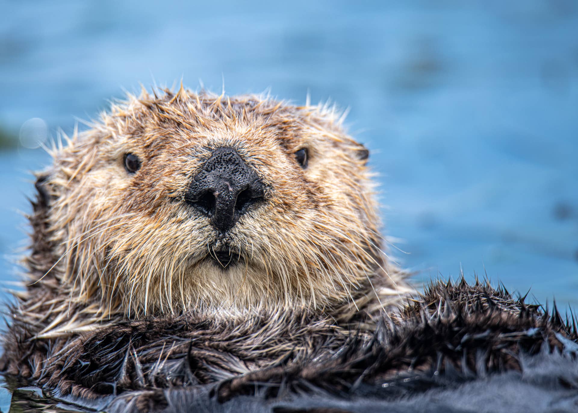 Service Golden Retriever's Sweet Interaction with Otter at Zoo Is So ...
