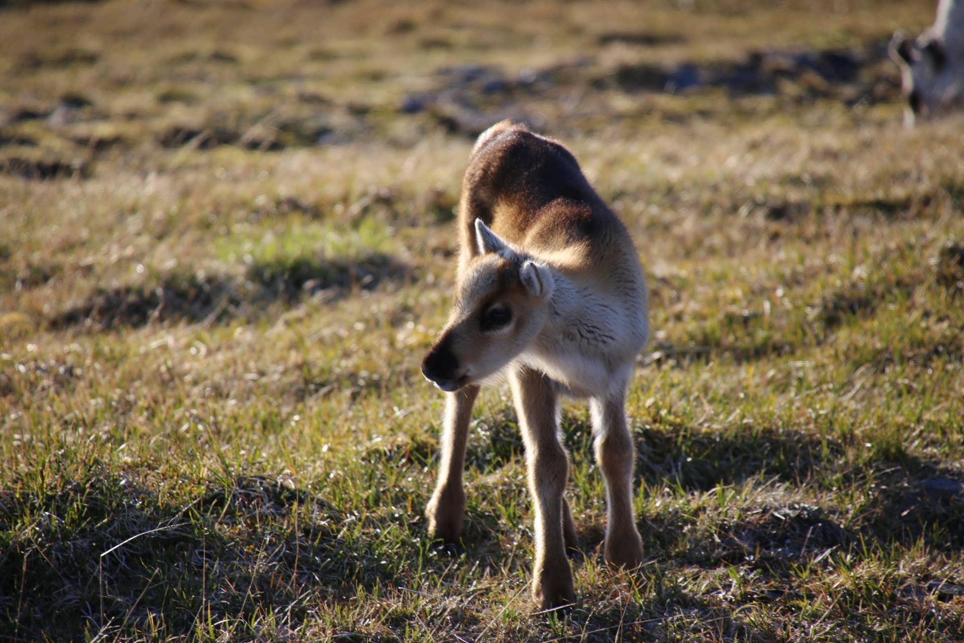 Reindeer Herd Galloping Across Tundra Make Strangely Beautiful Patterns ...