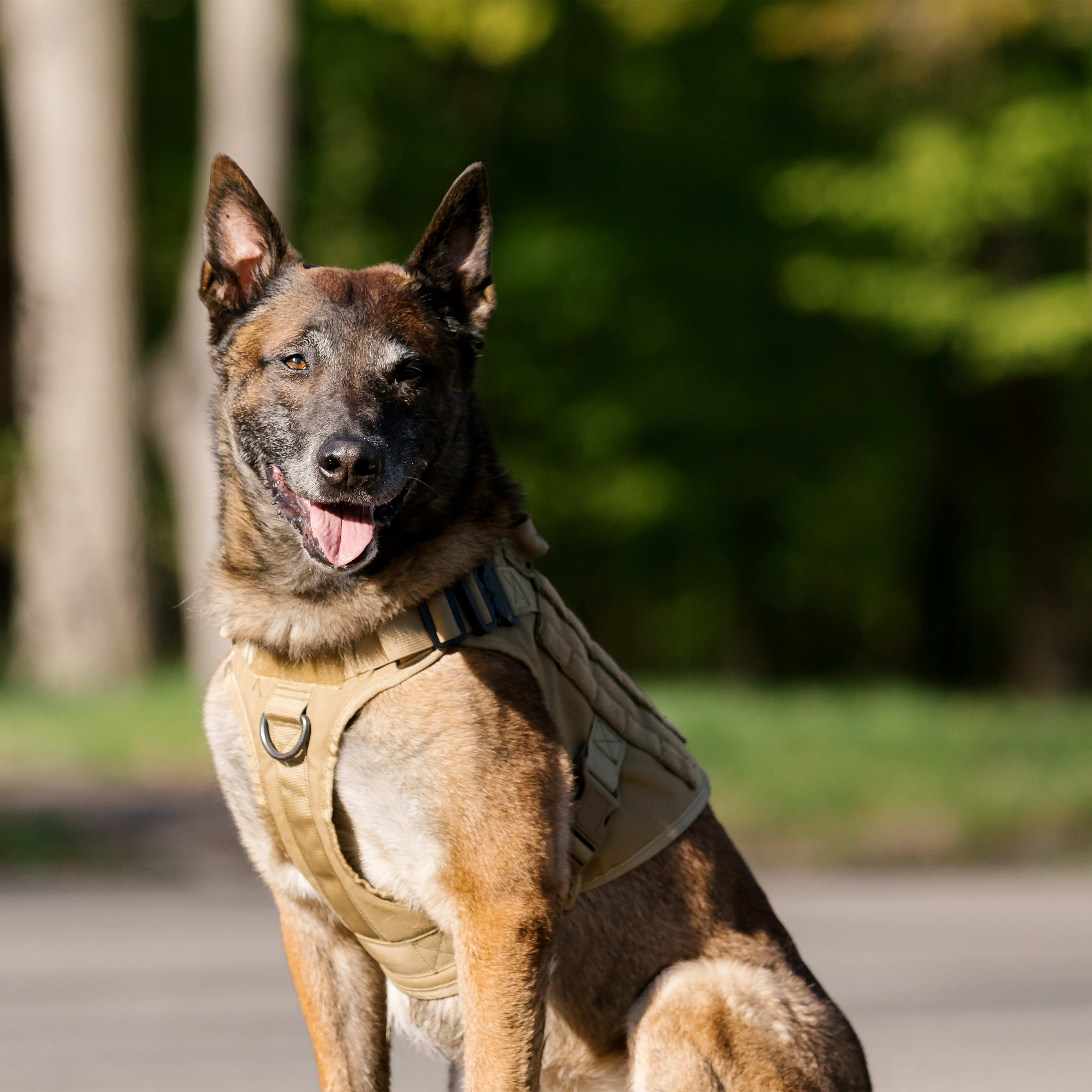 Belgian Malinois