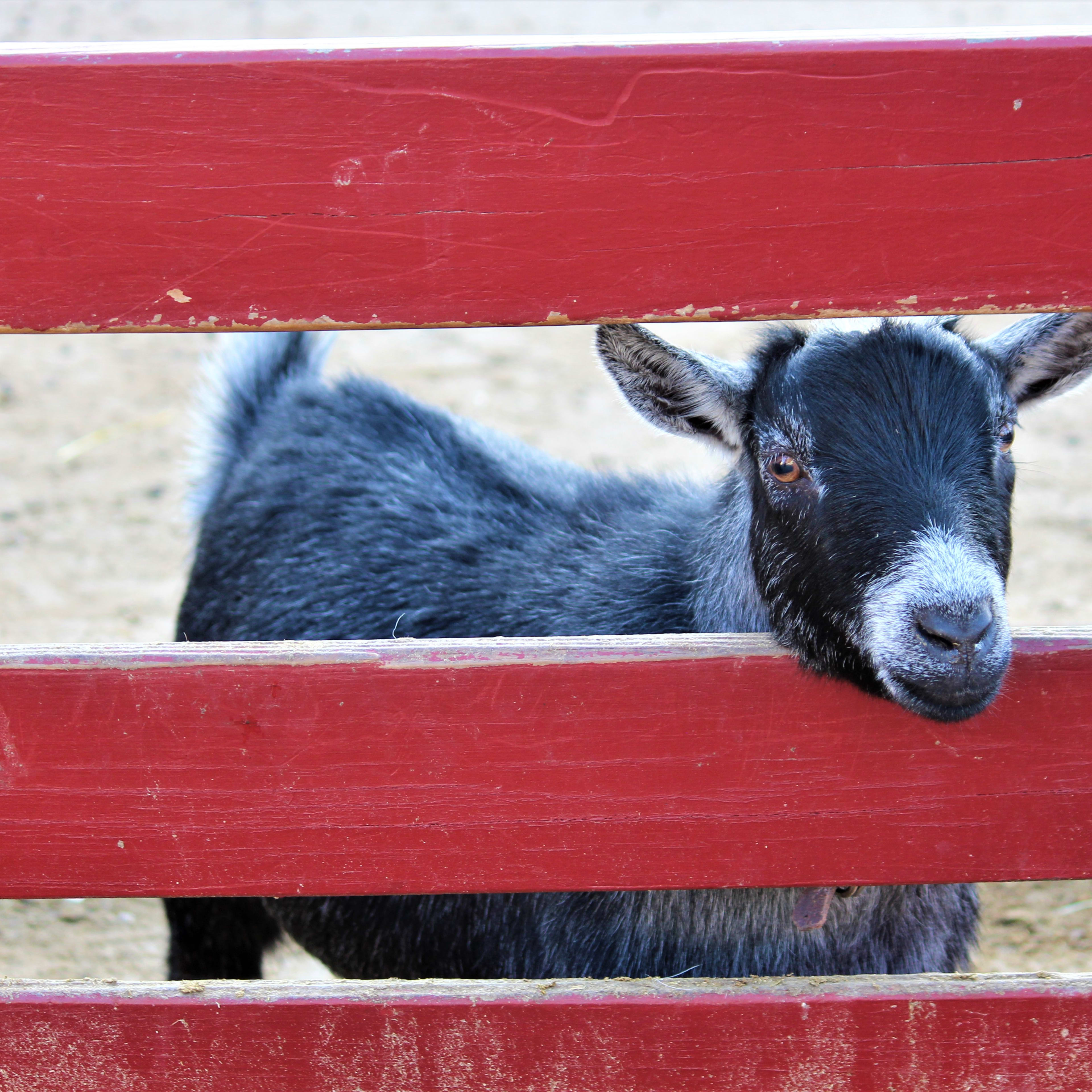 Pygmy Goat