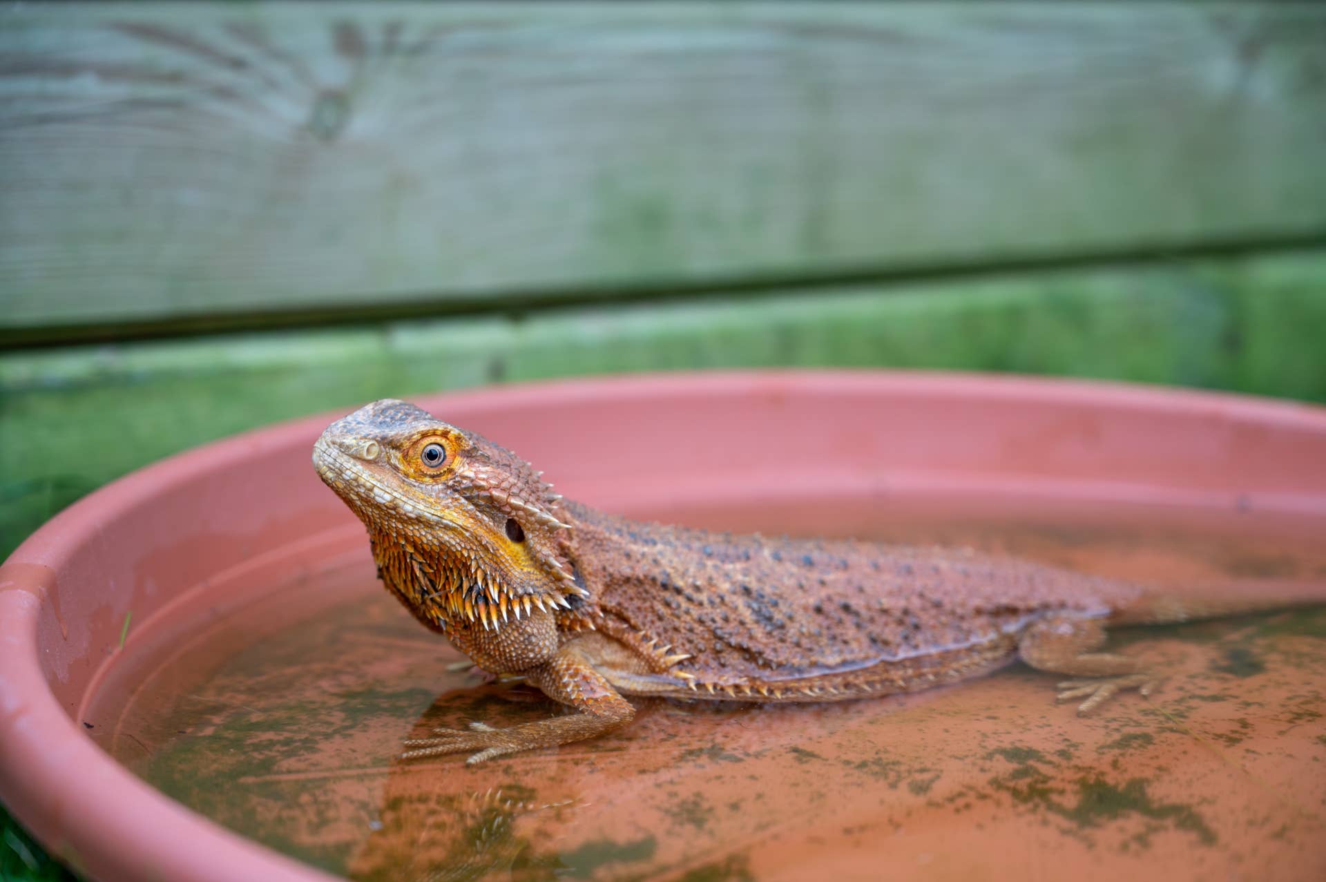 Bearded Lizard