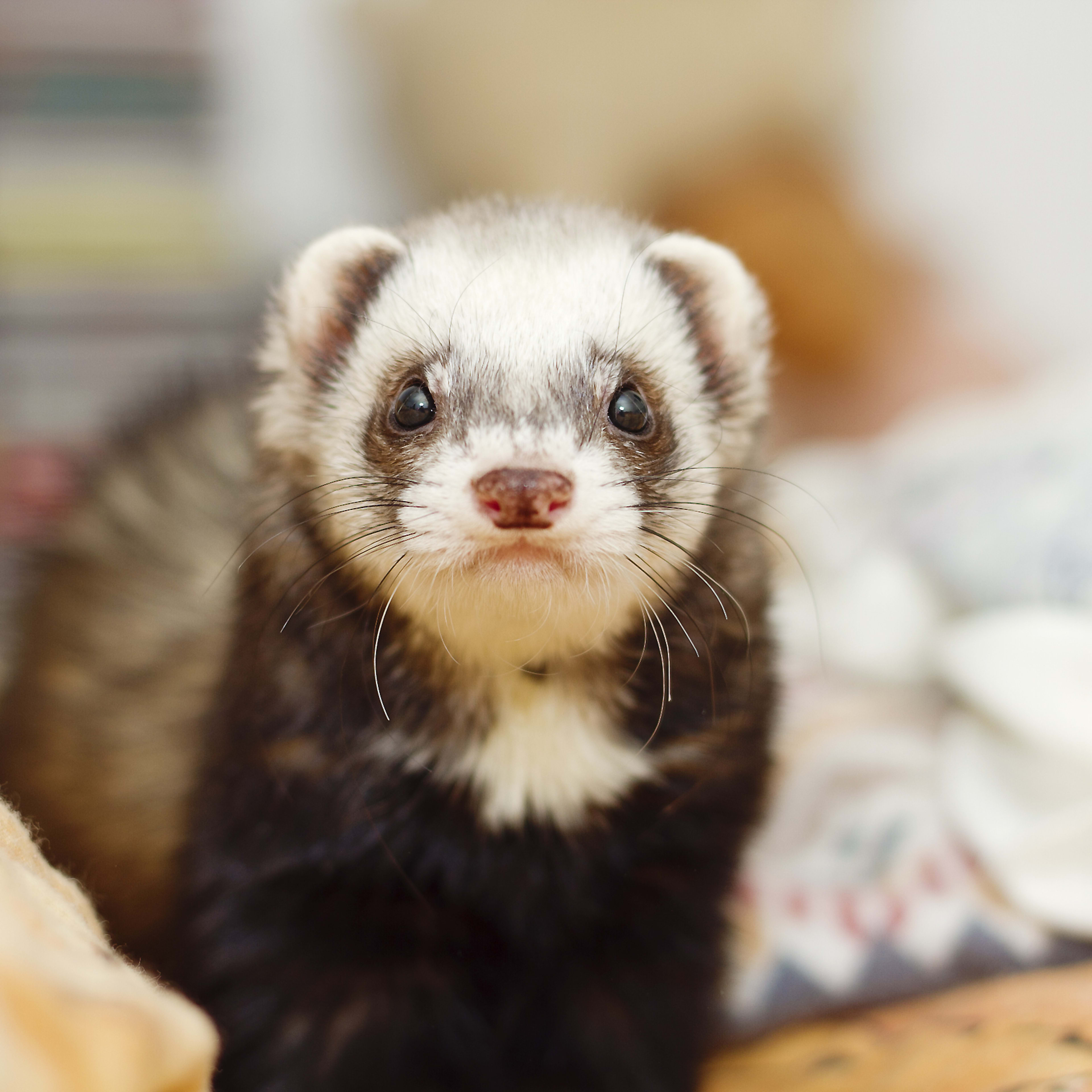 Ferret