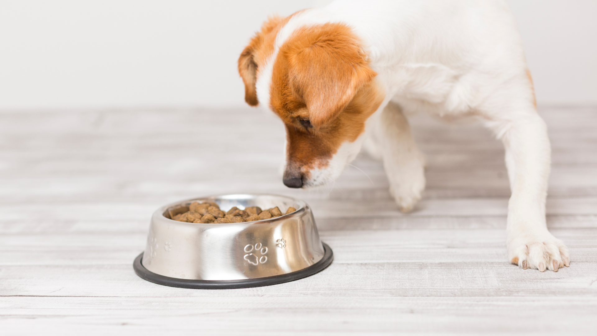 6 Best Supplements to Keep Your Dog Healthy (Vet-Approved) - PetHelpful