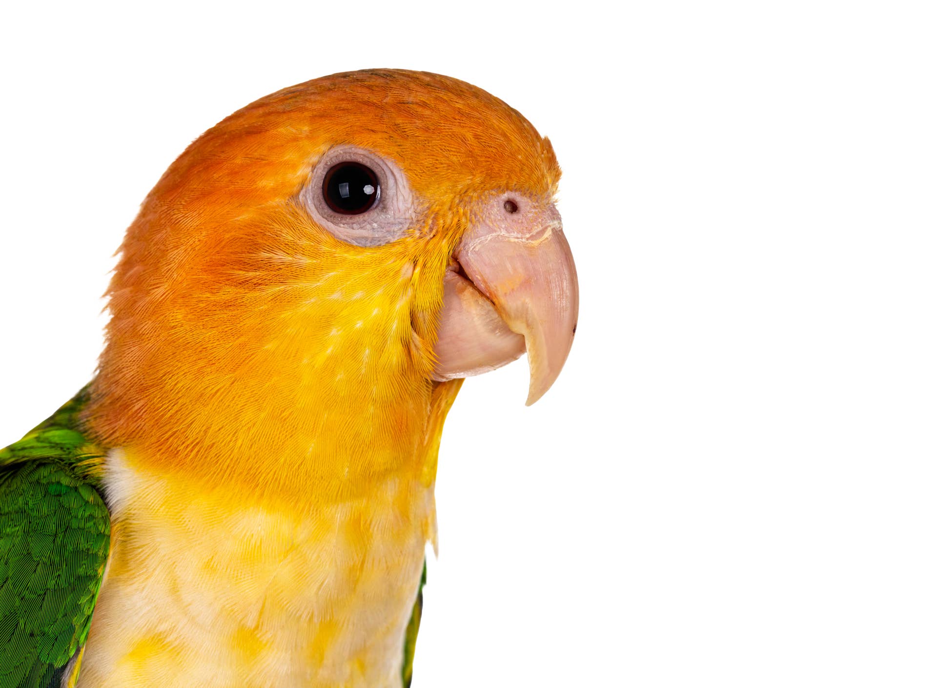 Parrot’s Cute Hops While Singing ‘Bacon Pancakes’ With Mom Are Too Cute ...