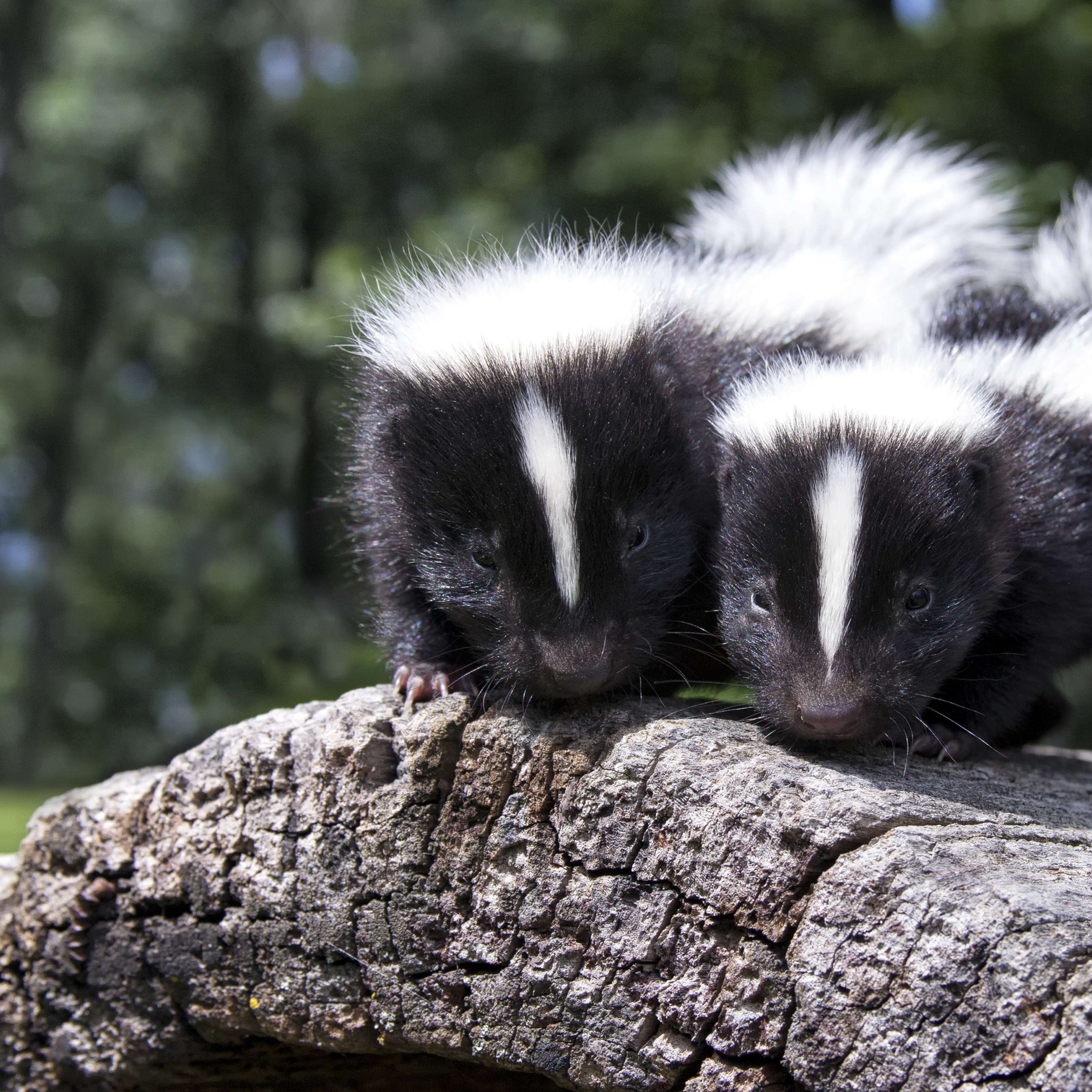 Skunks