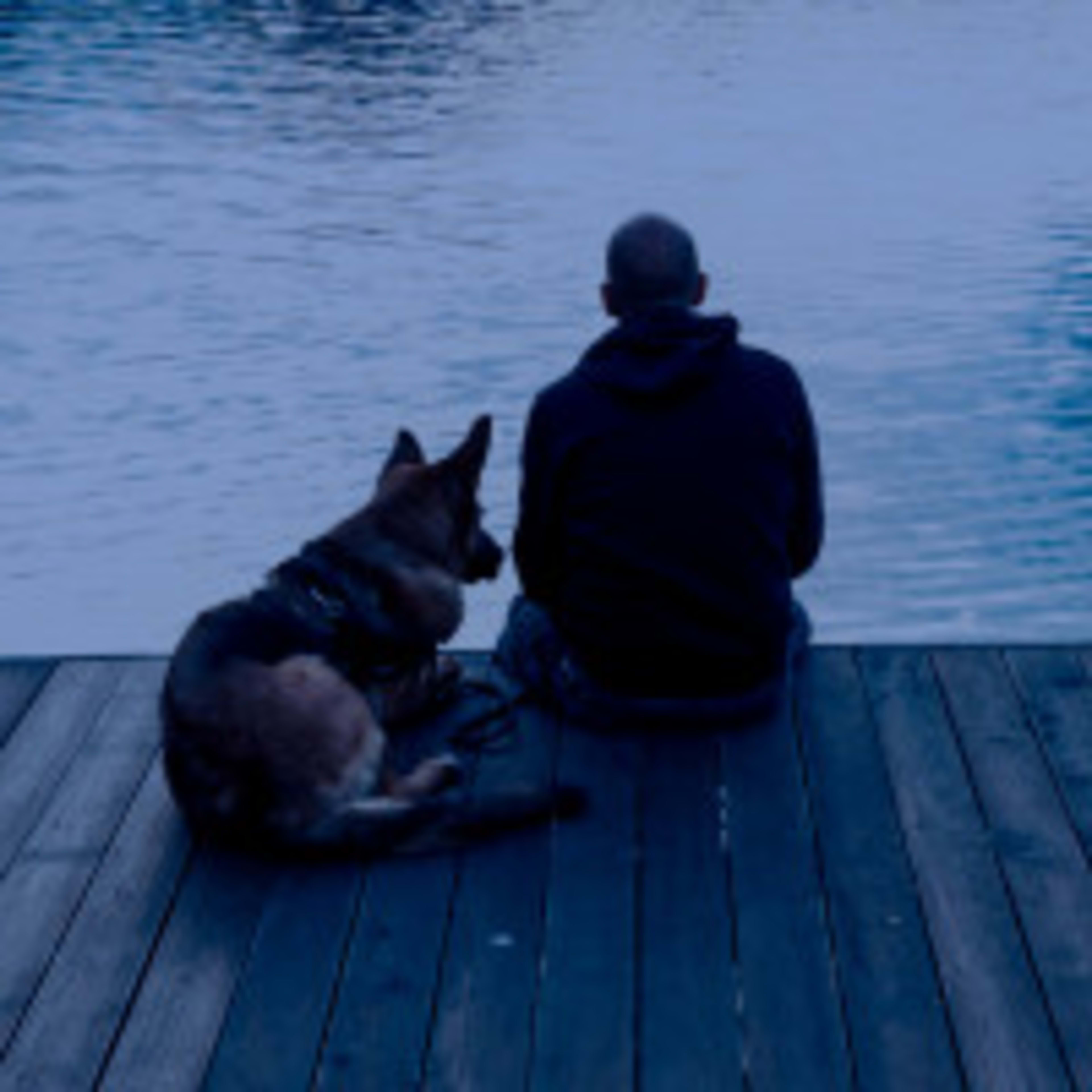 Understanding the Saluki: Traits, History, and Care of the Persian ...