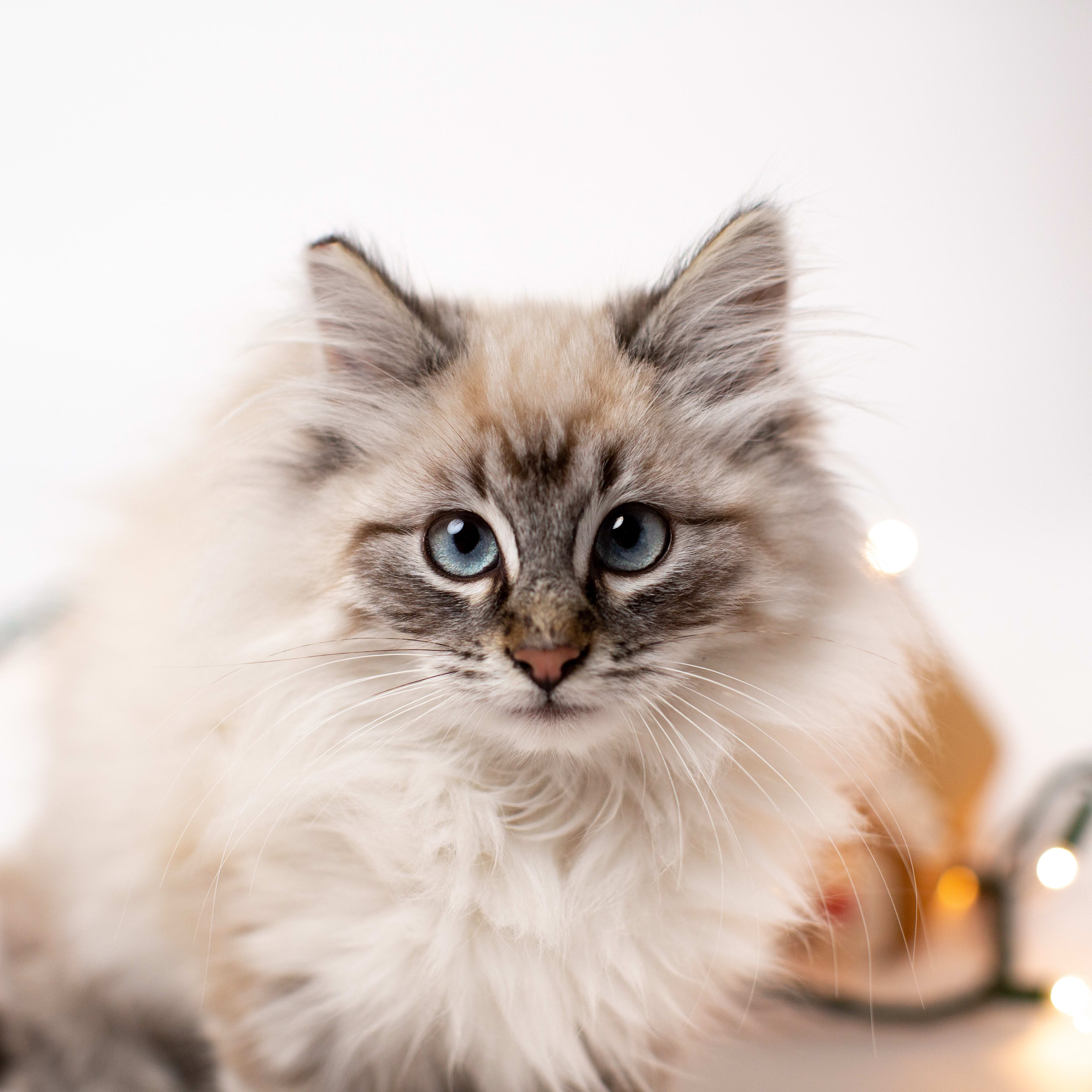Siberian Cat's Variety of Funny Meows Is Cracking Everybody Up - PetHelpful