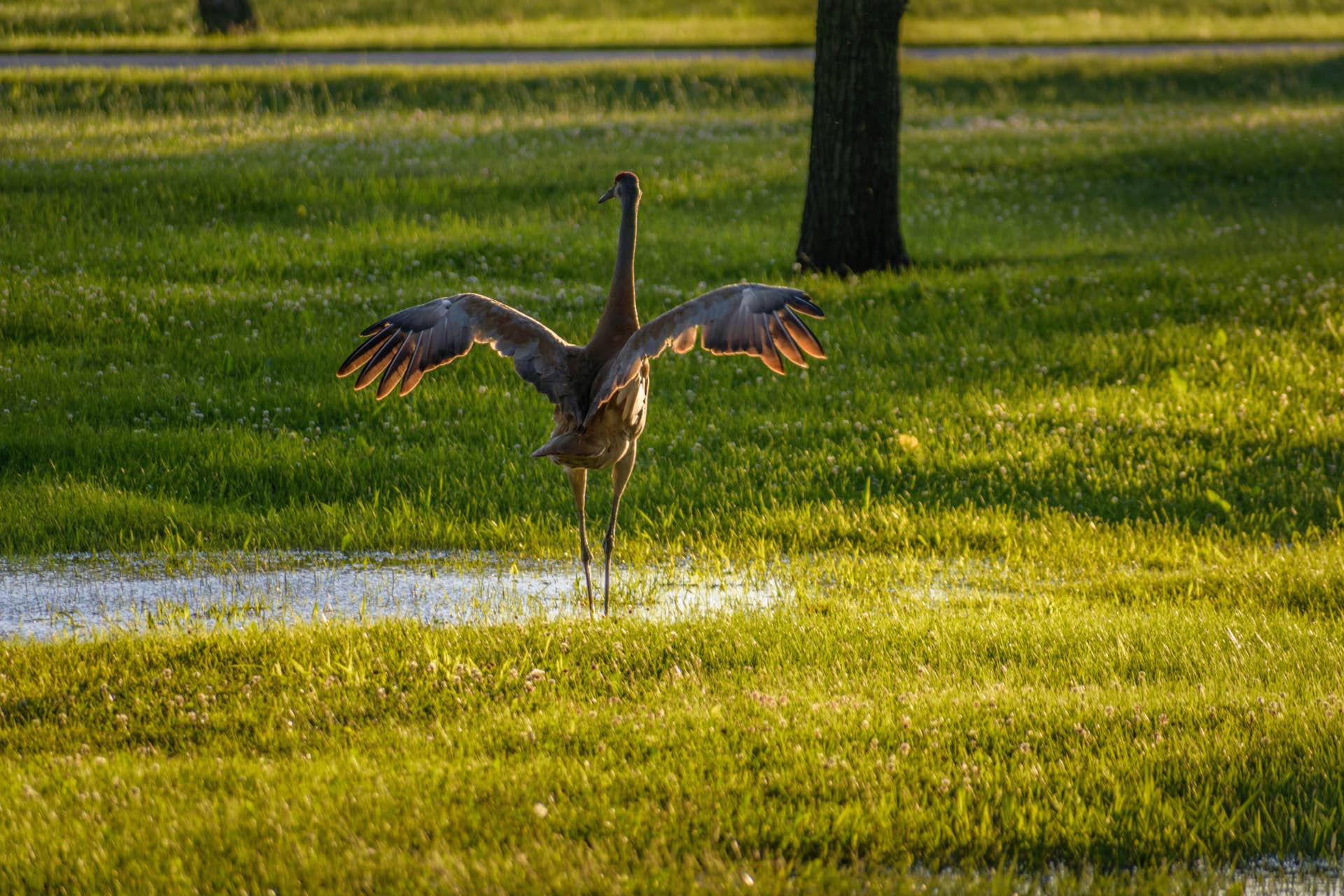 Sand Crane